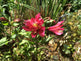 Alstroemeria INCA GLOW 'Koglow' – Ballyrobert Gardens