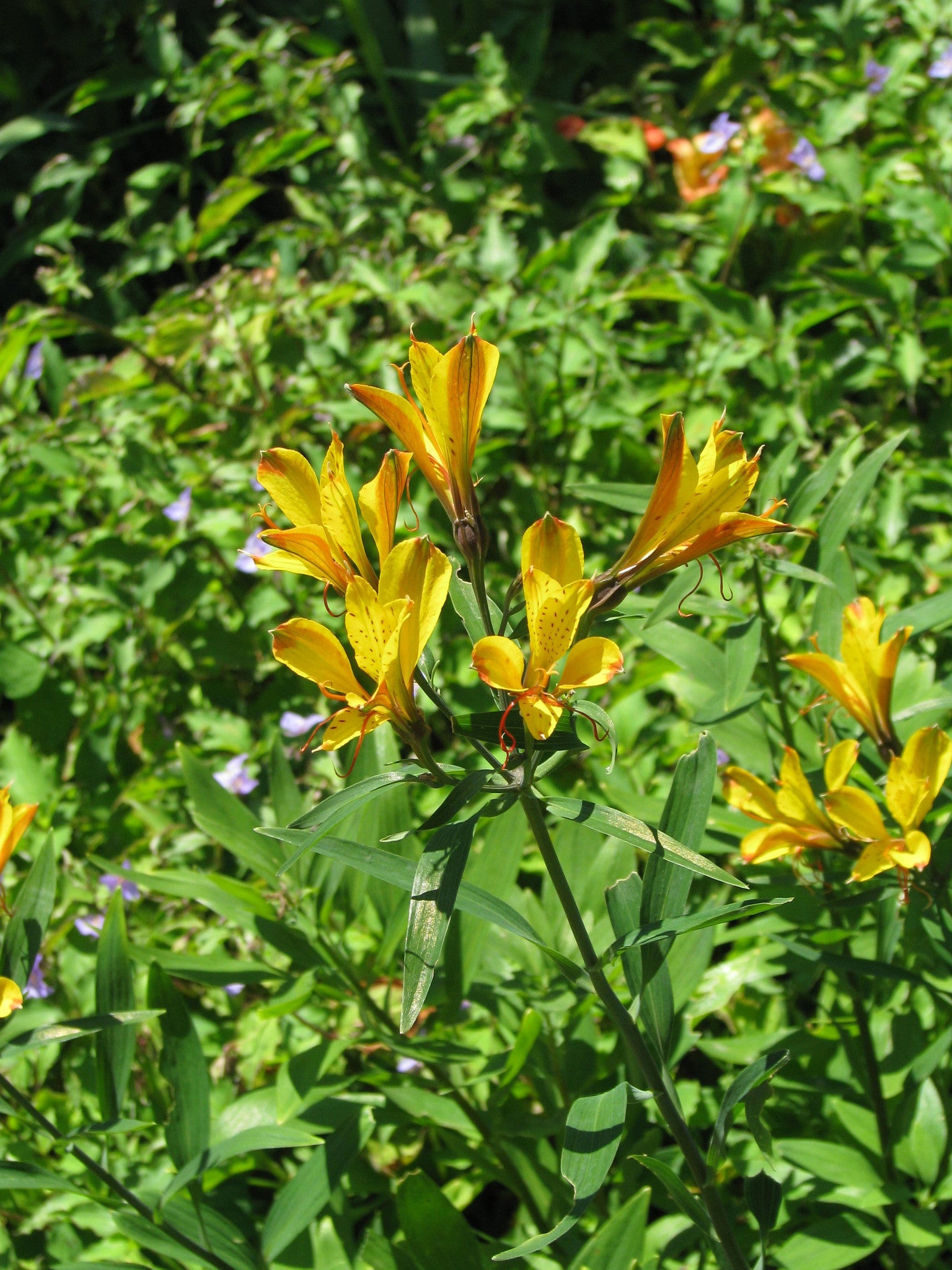Alstroemeria 'Sweet Laura' – Ballyrobert Gardens