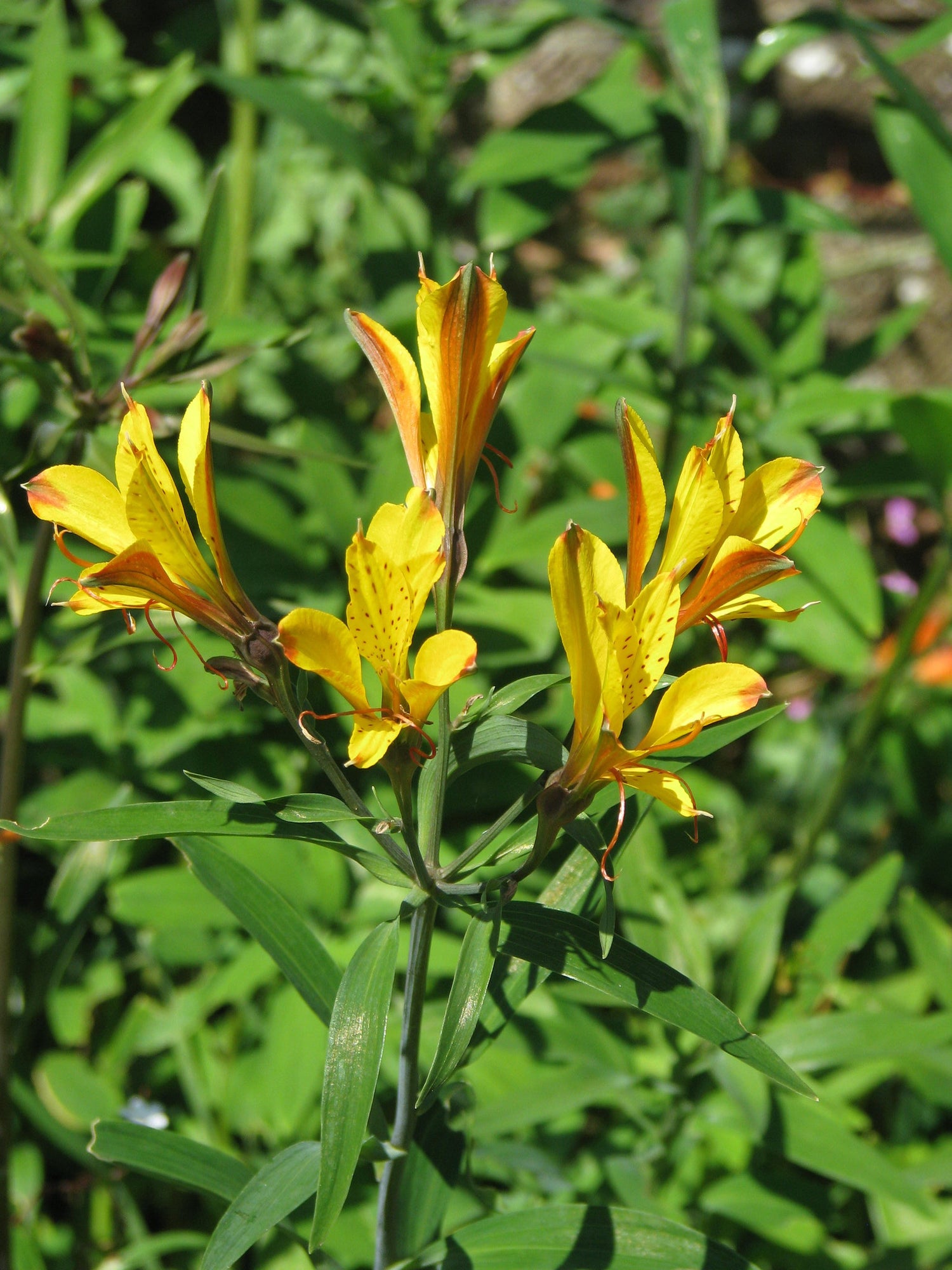 Alstroemeria 'Sweet Laura' – Ballyrobert Gardens