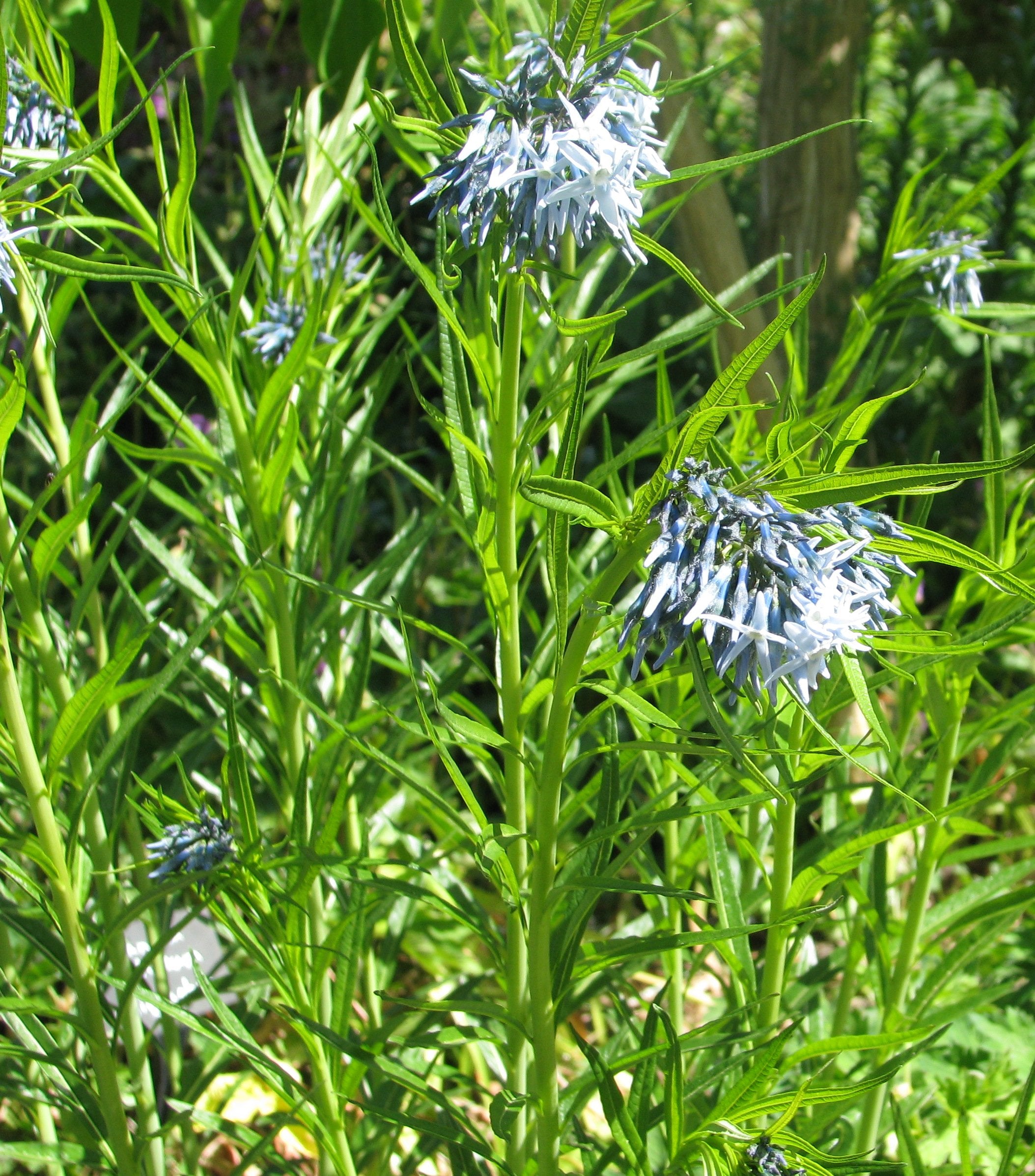 Amsonia hubrichtii – Ballyrobert Gardens