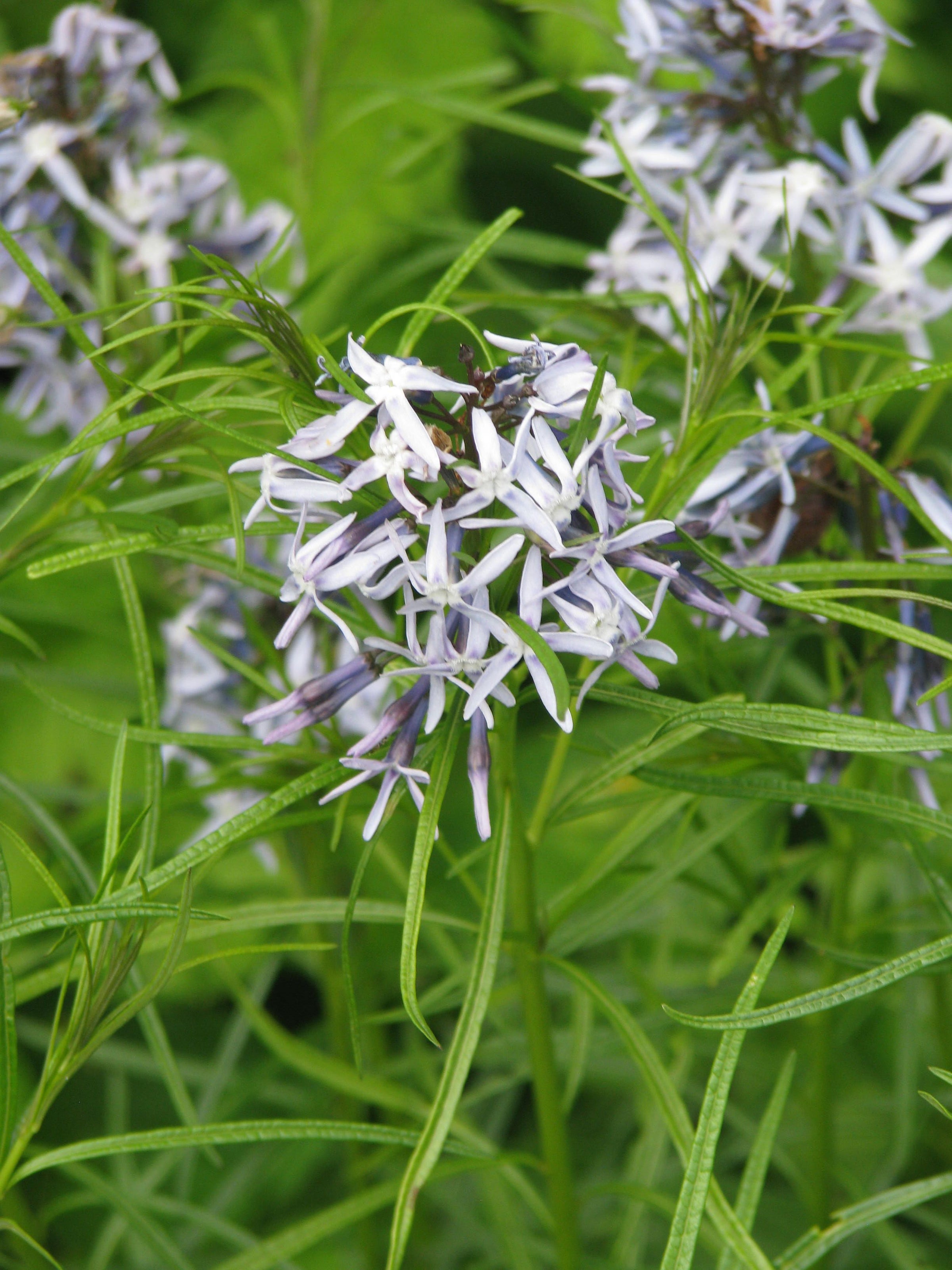 Amsonia hubrichtii – Ballyrobert Gardens