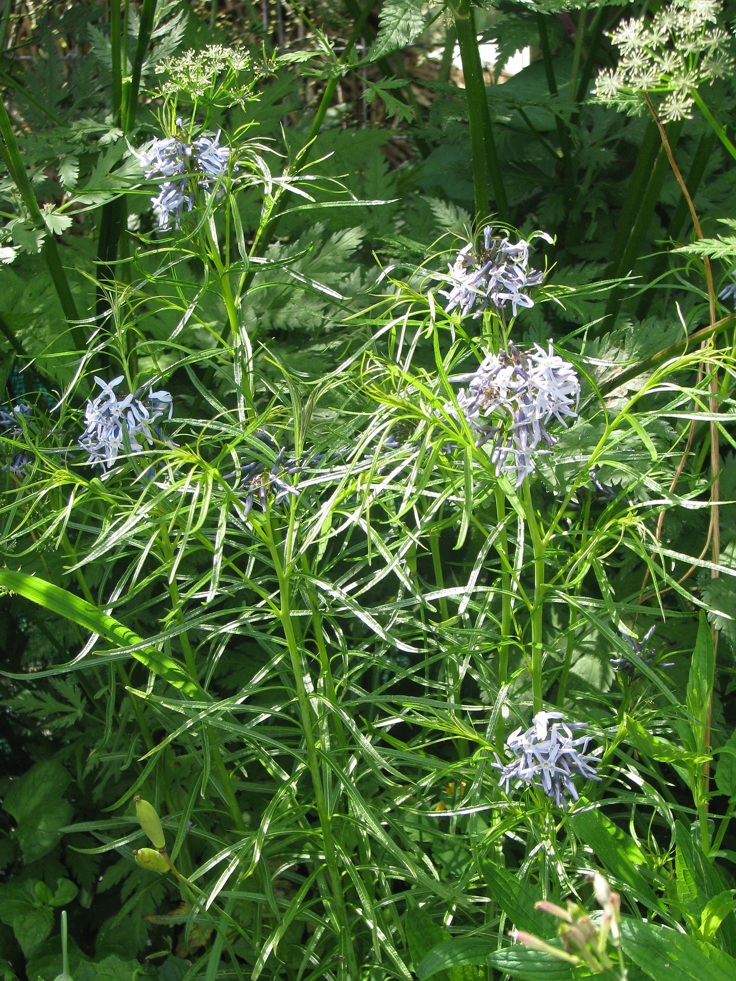 Amsonia hubrichtii – Ballyrobert Gardens