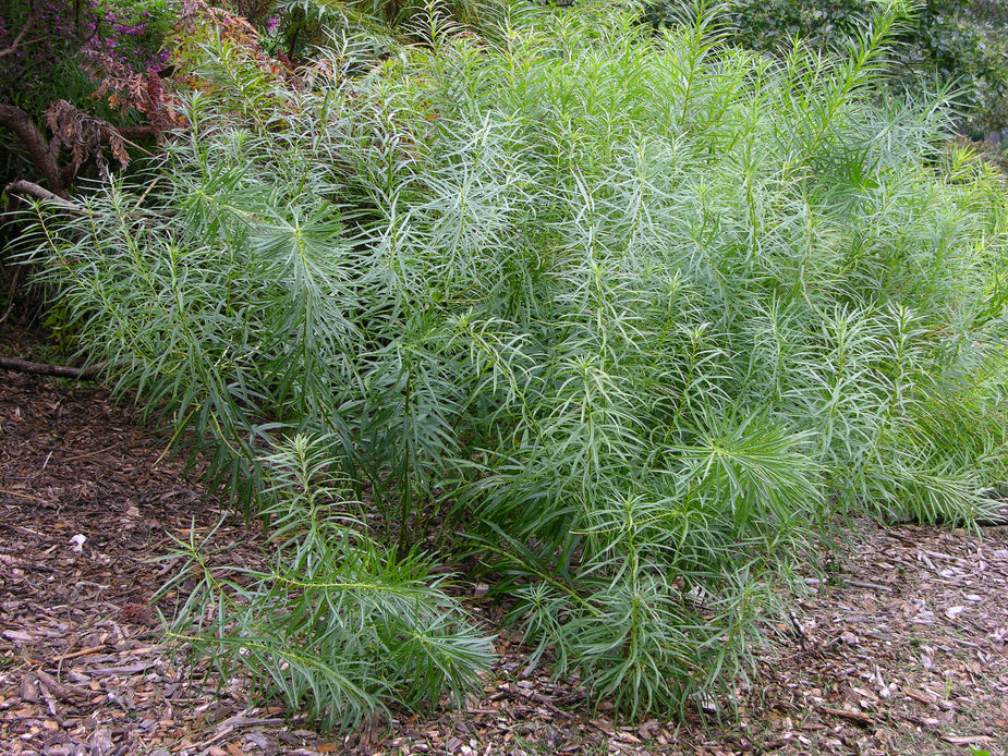 Amsonia hubrichtii – Ballyrobert Gardens
