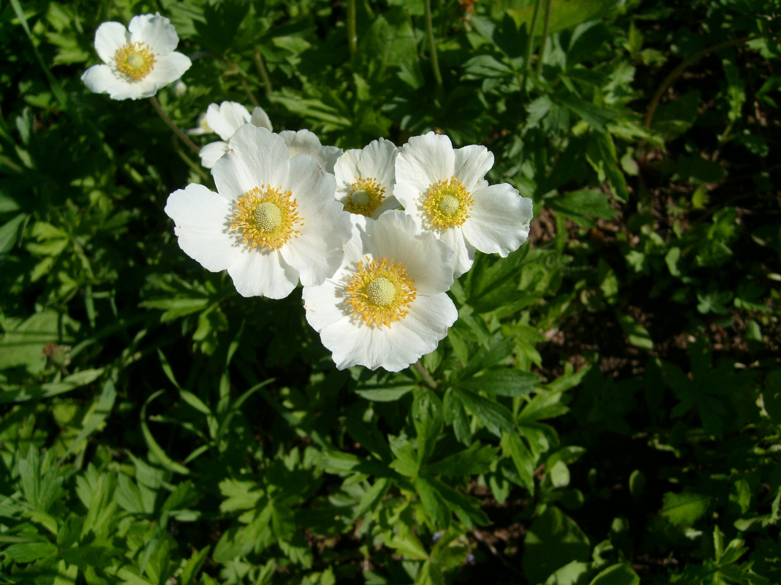 Anemone sylvestris – Ballyrobert Gardens