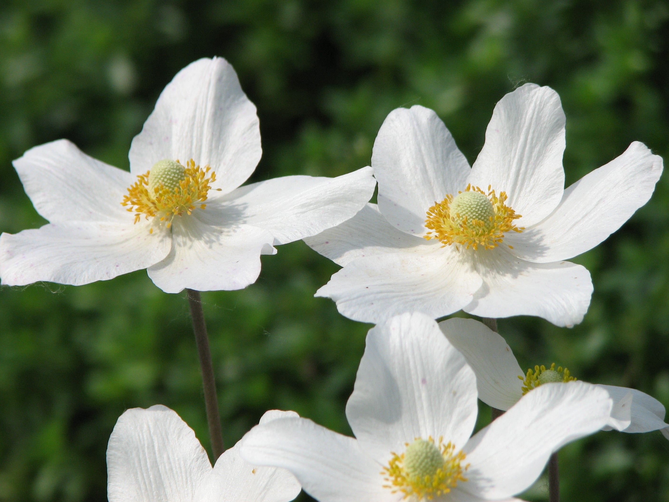 Anemone sylvestris – Ballyrobert Gardens
