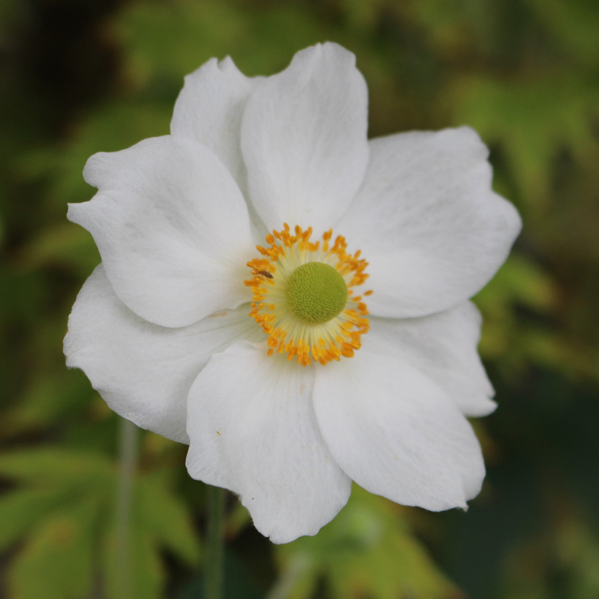 Anemone x hybrida 'Andrea Atkinson' – Ballyrobert Gardens