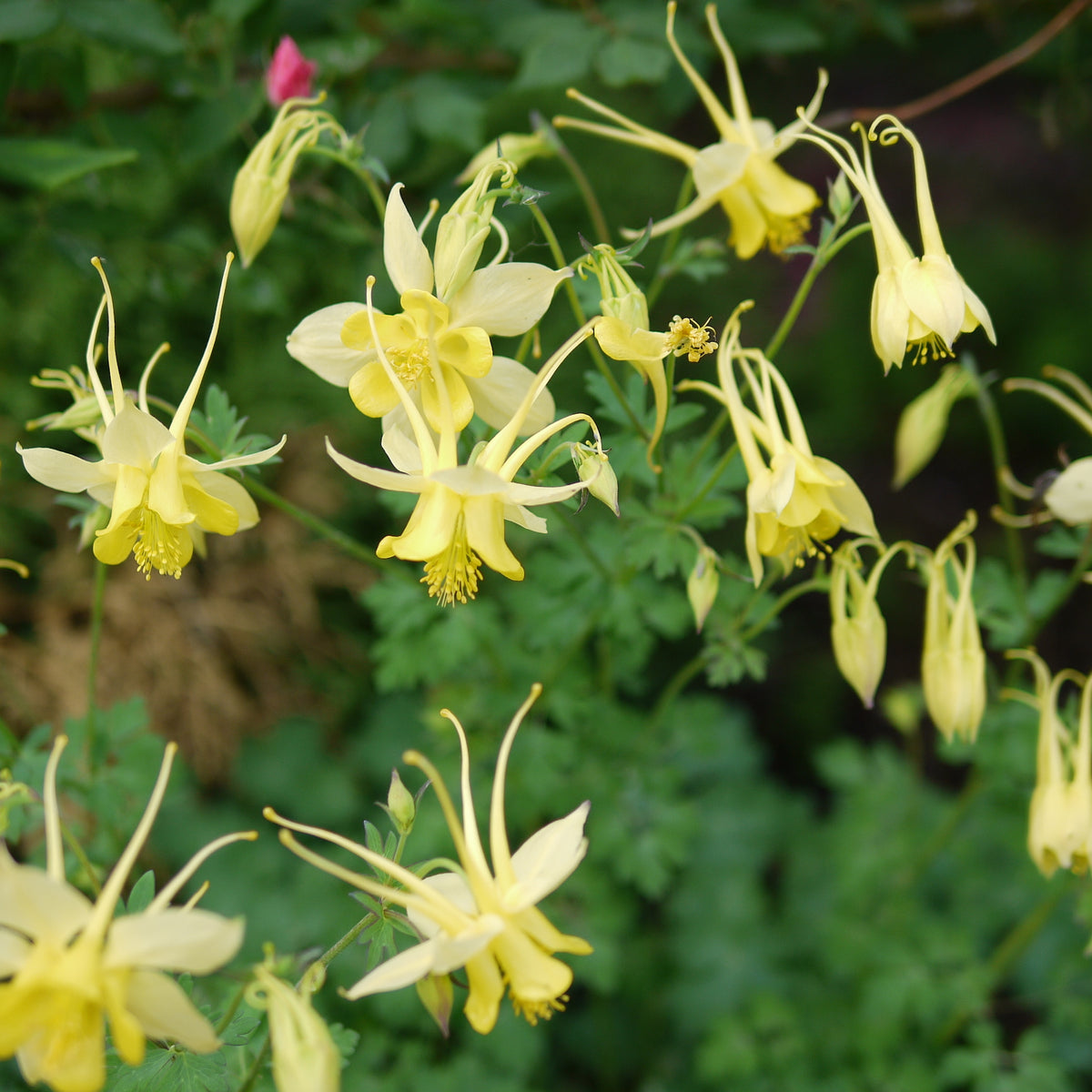 Aquilegia chrysantha 'Yellow Queen' – Ballyrobert Gardens