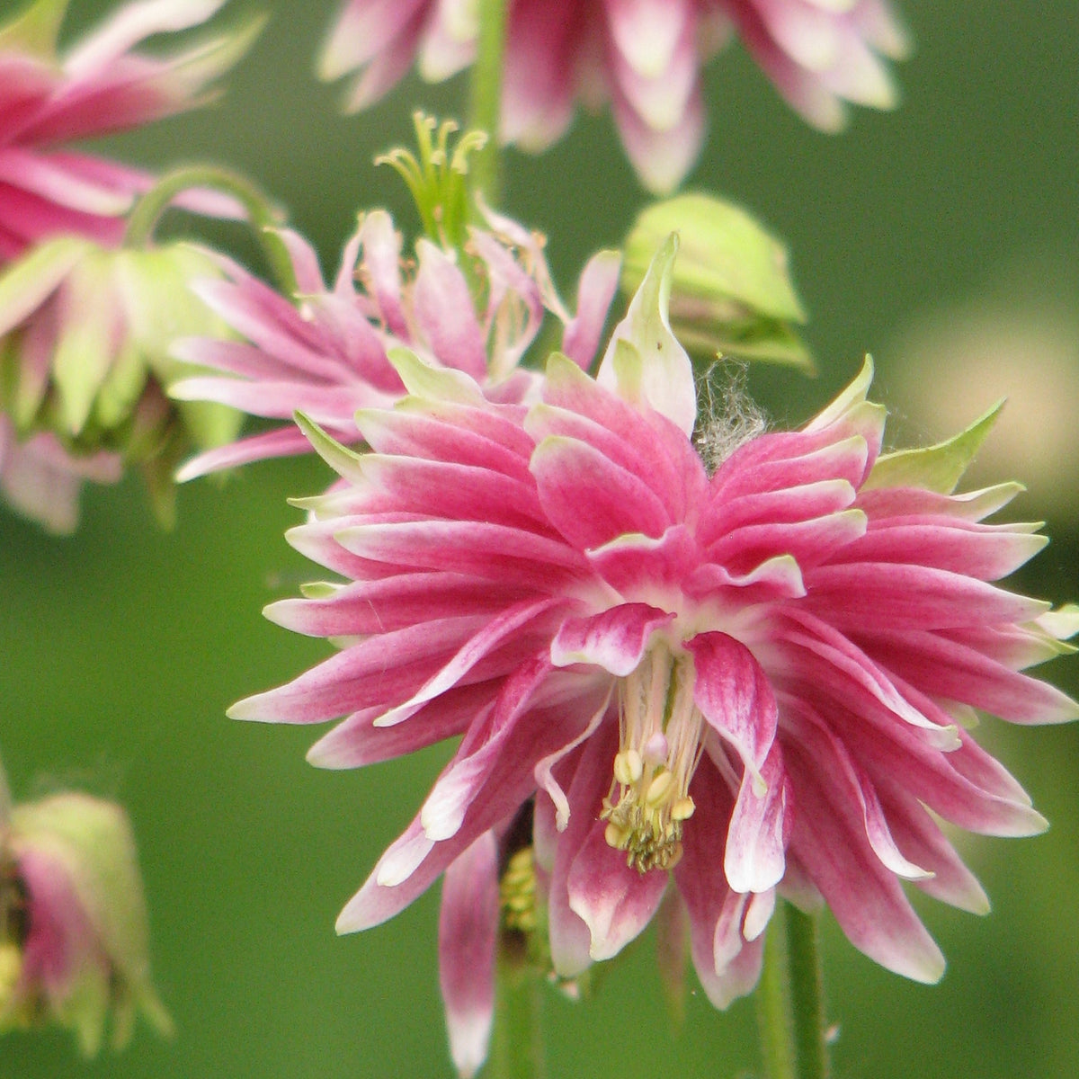 Aquilegia vulgaris var. stellata 'Nora Barlow' (Barlow Series ...