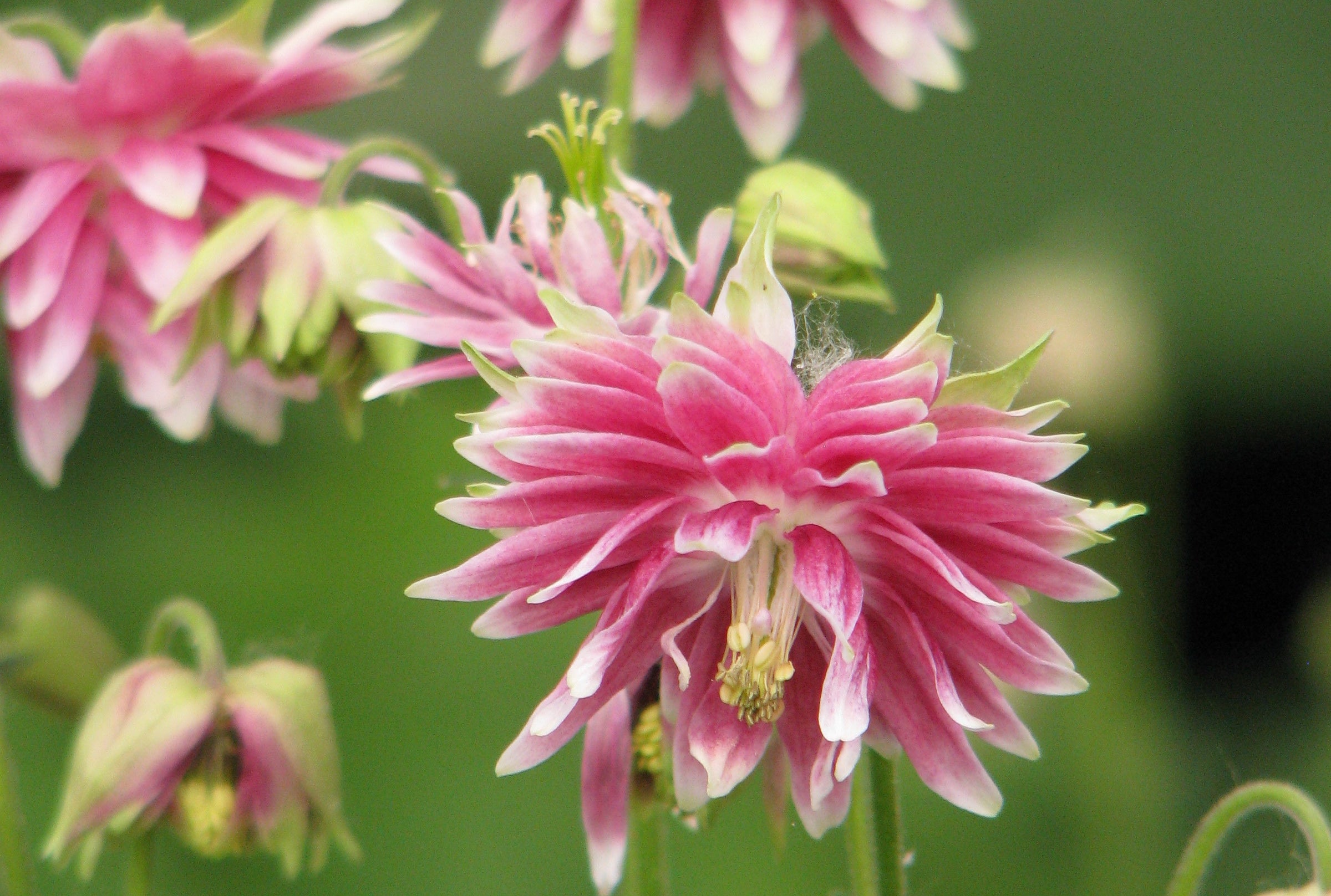 Aquilegia vulgaris var. stellata 'Nora Barlow' (Barlow Series ...