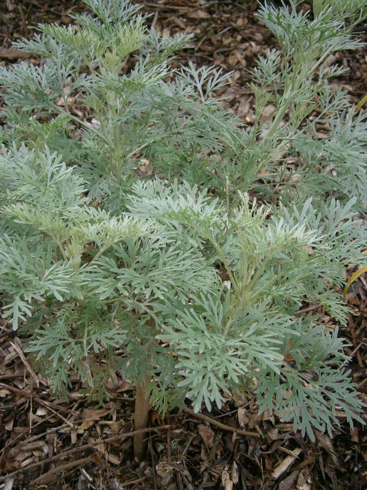 Artemisia 'Powis Castle' – Ballyrobert Gardens