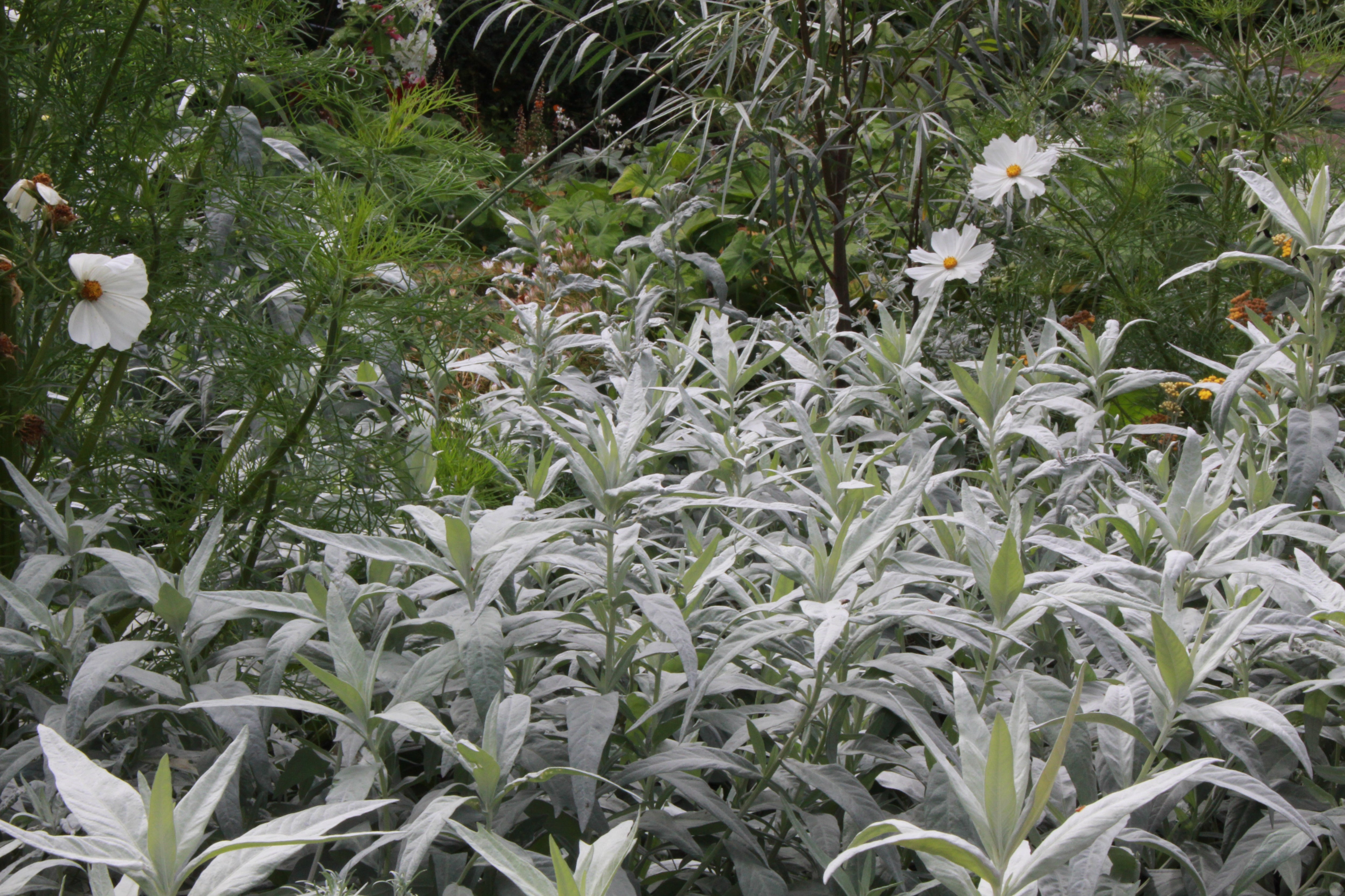 Artemisia ludoviciana 'Valerie Finnis' – Ballyrobert Gardens