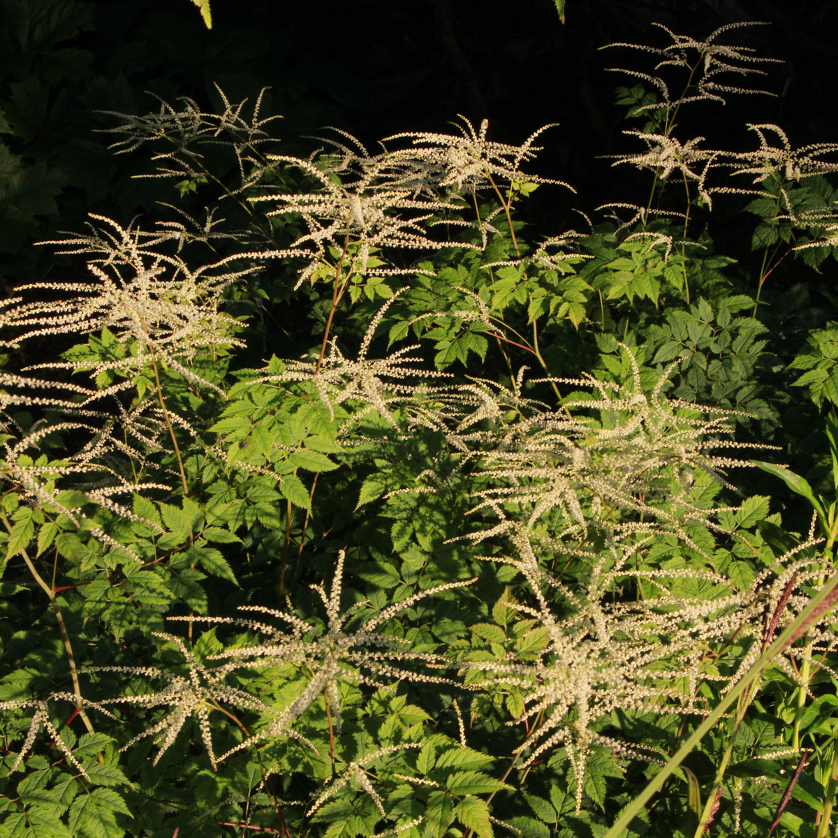 Aruncus 'Horatio' – Ballyrobert Gardens