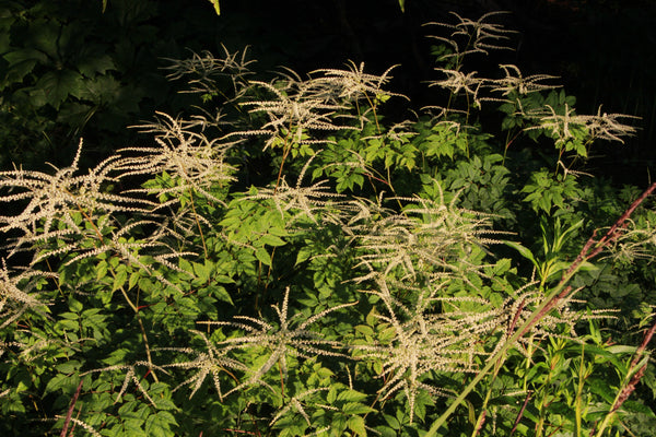 Aruncus 'Horatio' – Ballyrobert Gardens