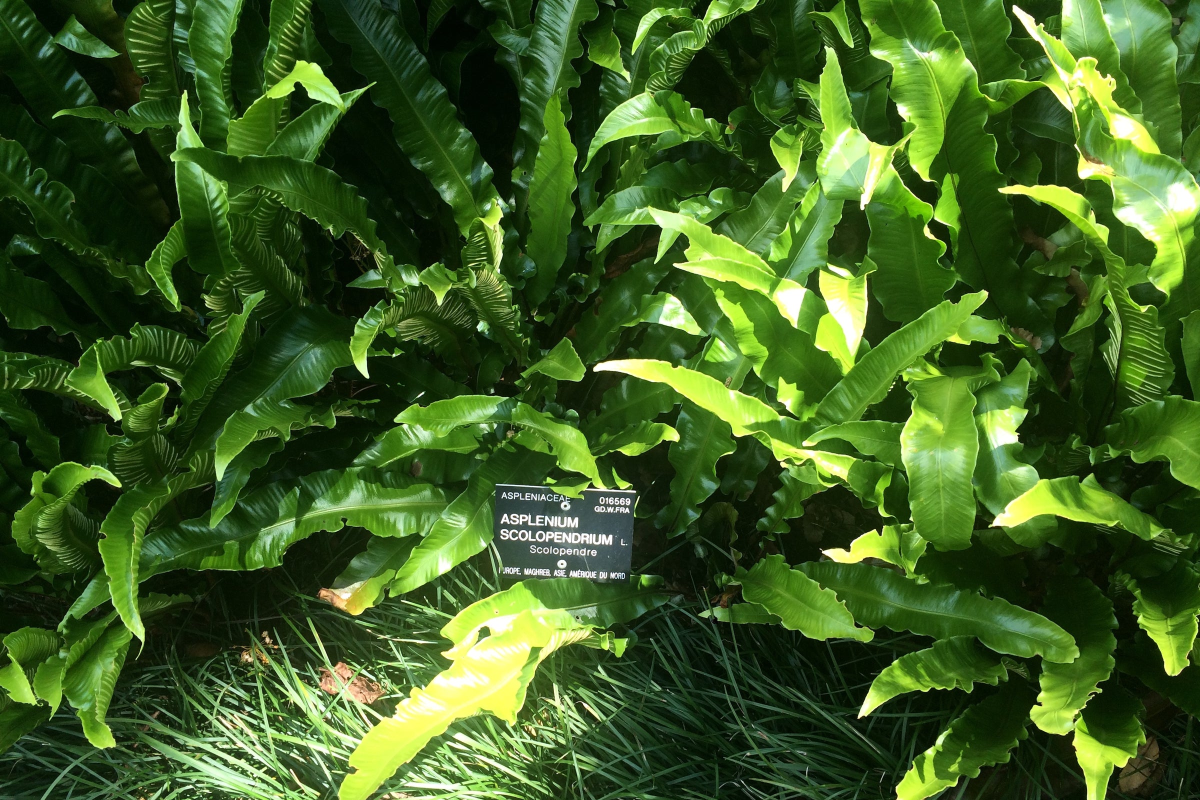 Asplenium scolopendrium – Ballyrobert Gardens