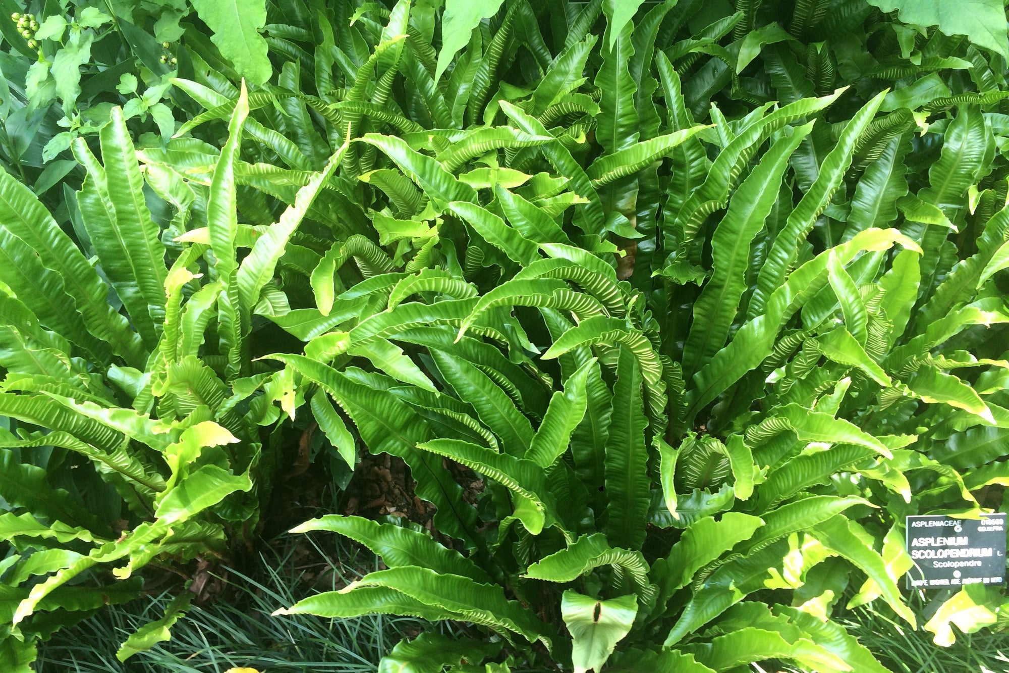 Asplenium scolopendrium – Ballyrobert Gardens