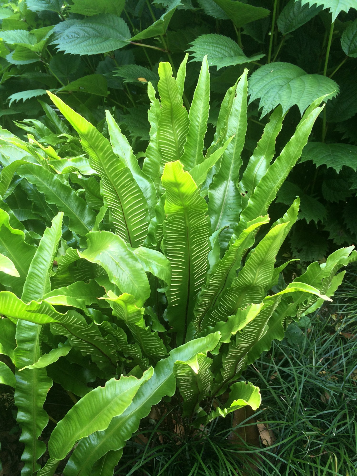Asplenium scolopendrium – Ballyrobert Gardens