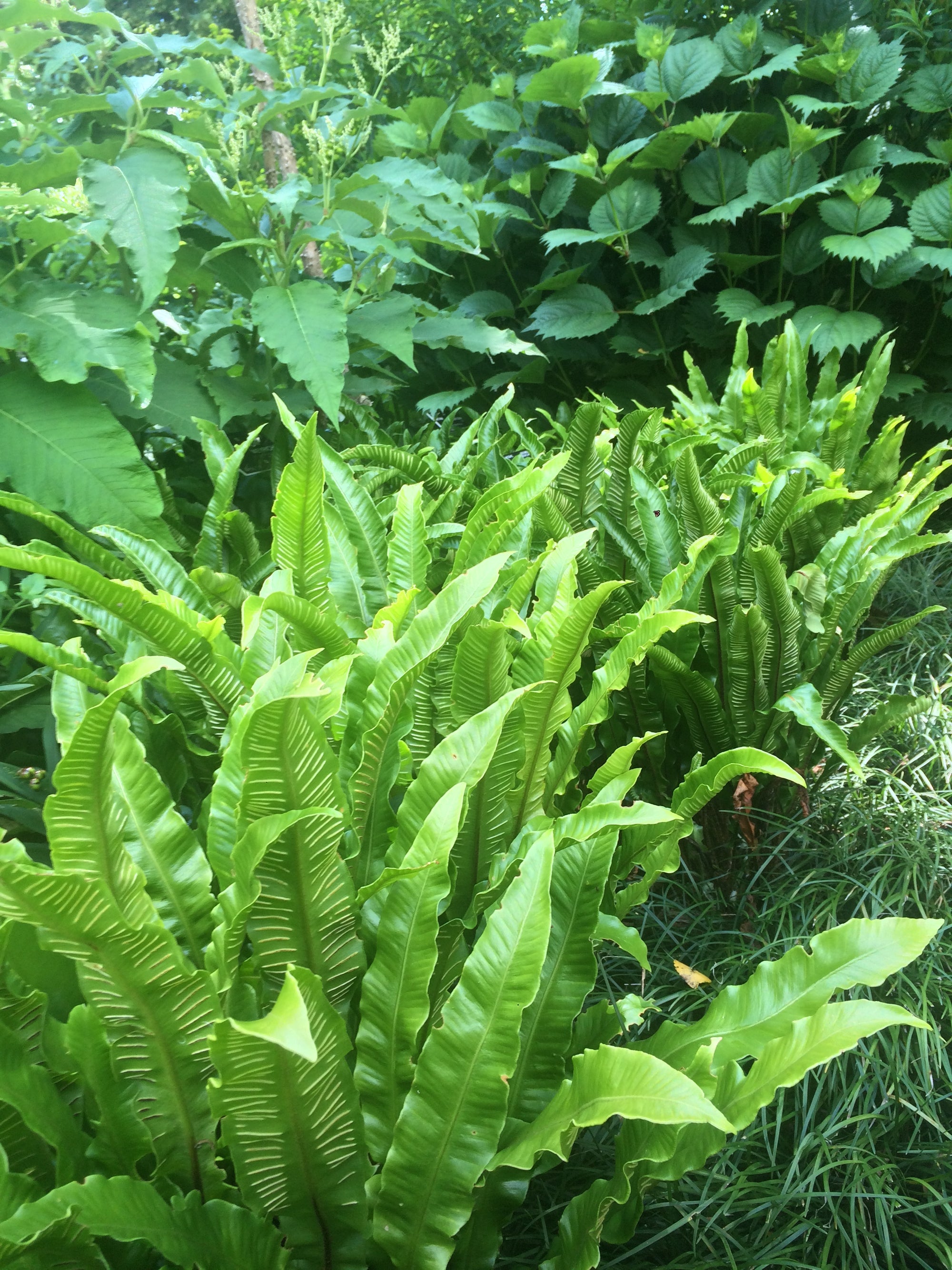 Asplenium scolopendrium – Ballyrobert Gardens
