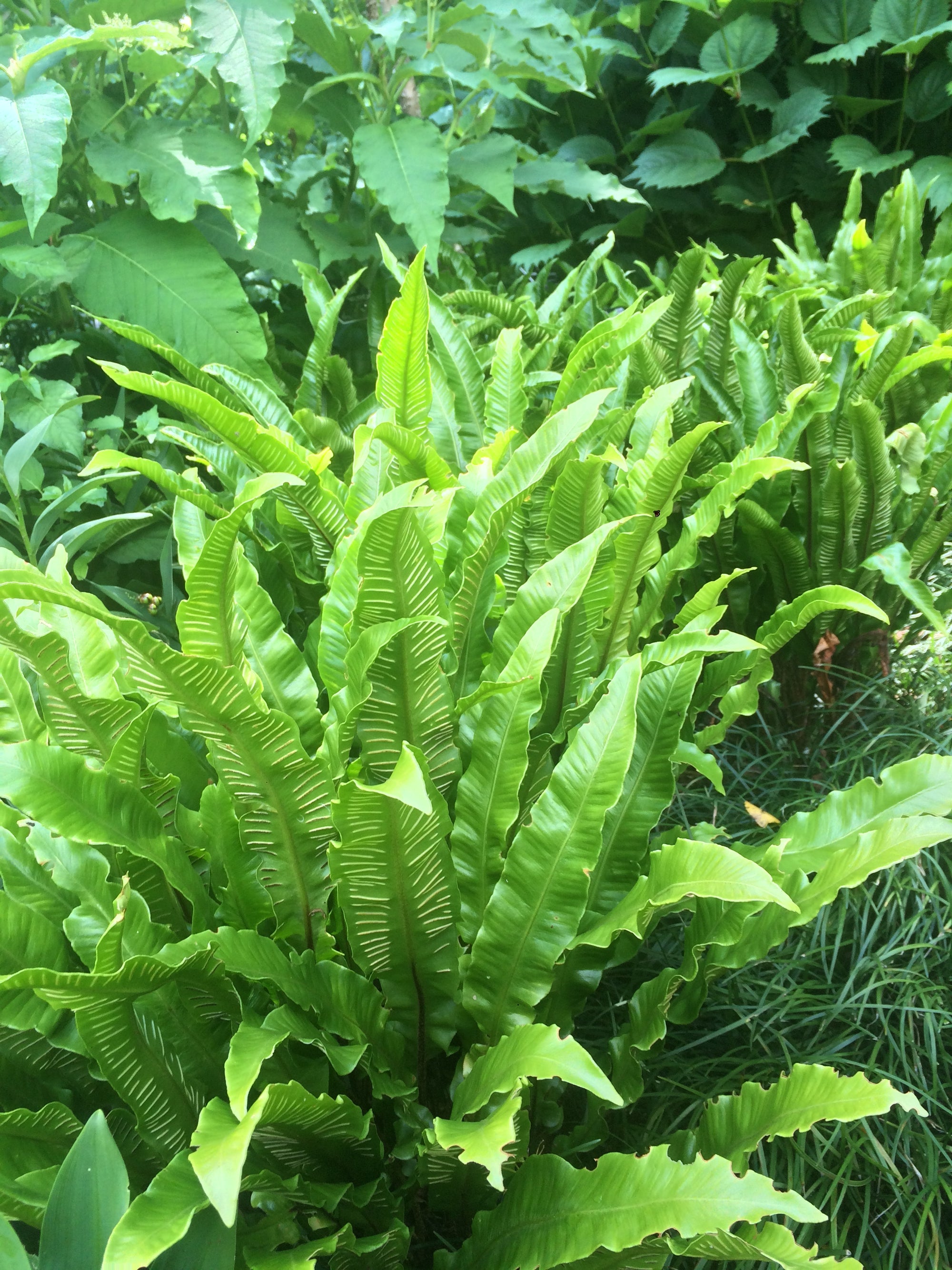 Asplenium scolopendrium – Ballyrobert Gardens