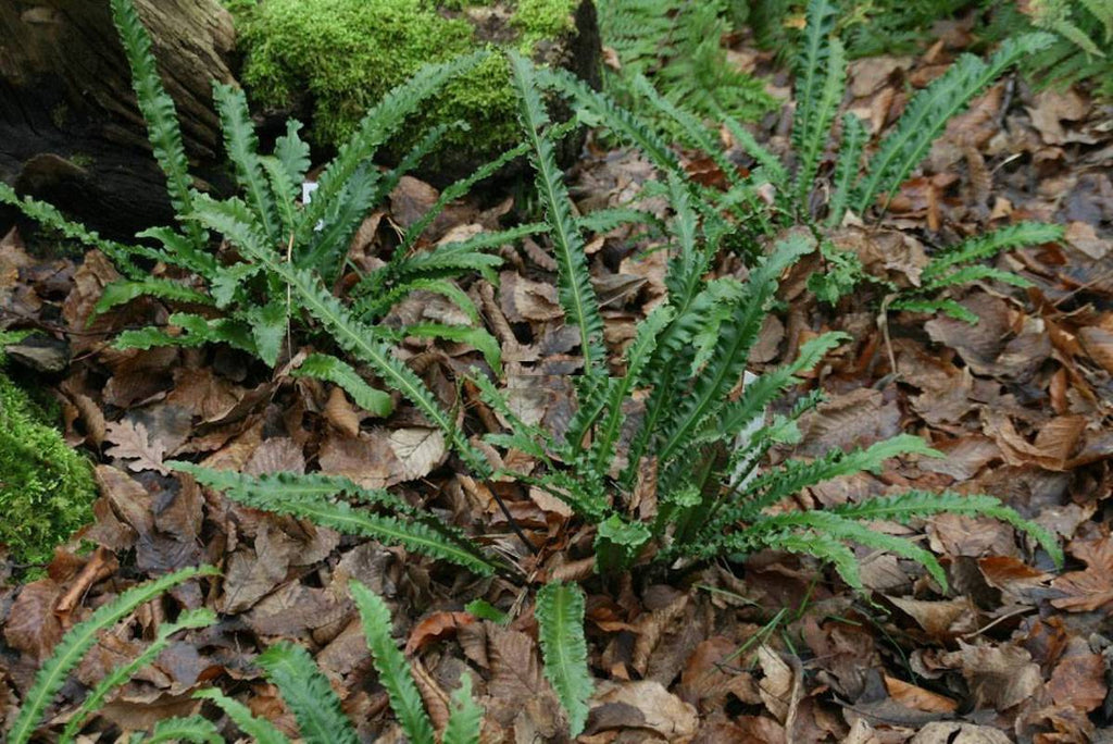Asplenium scolopendrium 'Angustatum' – Ballyrobert Gardens