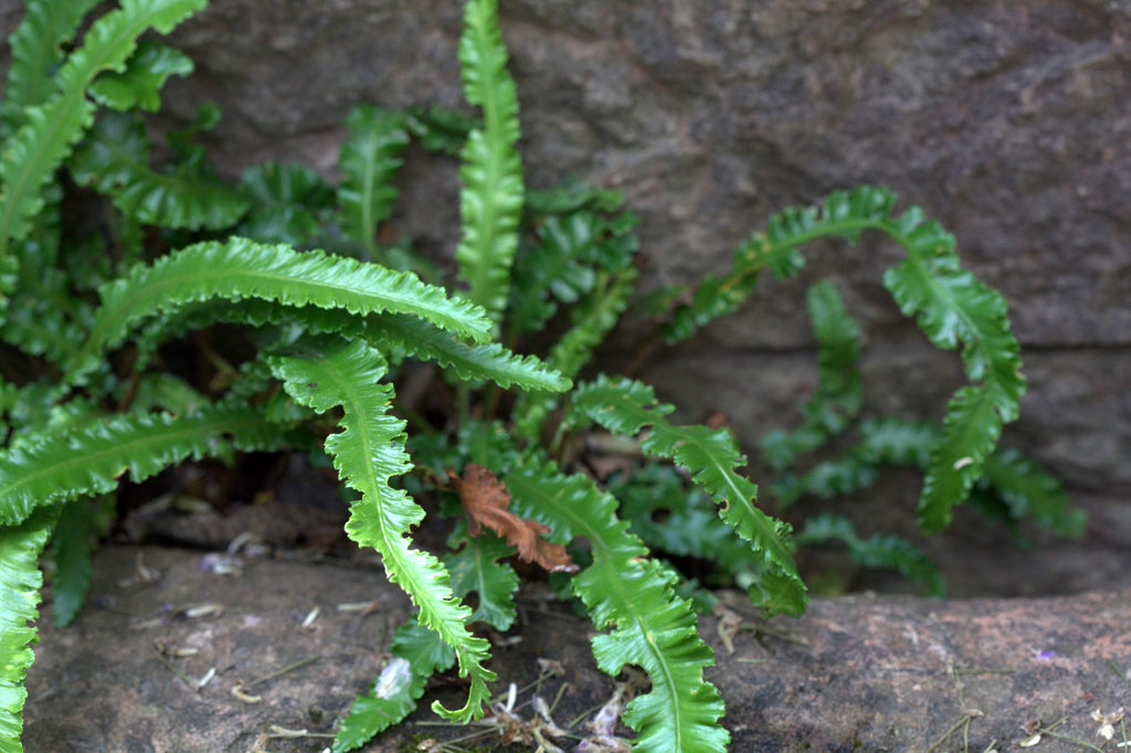 Asplenium scolopendrium 'Angustatum' – Ballyrobert Gardens