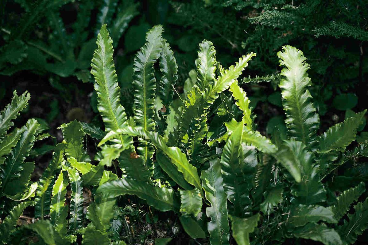 Asplenium scolopendrium 'Angustatum' – Ballyrobert Gardens