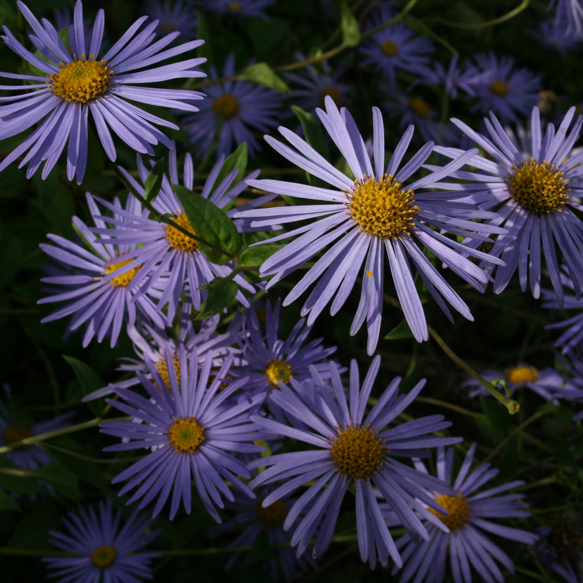 Aster amellus 'King George' – Ballyrobert Gardens