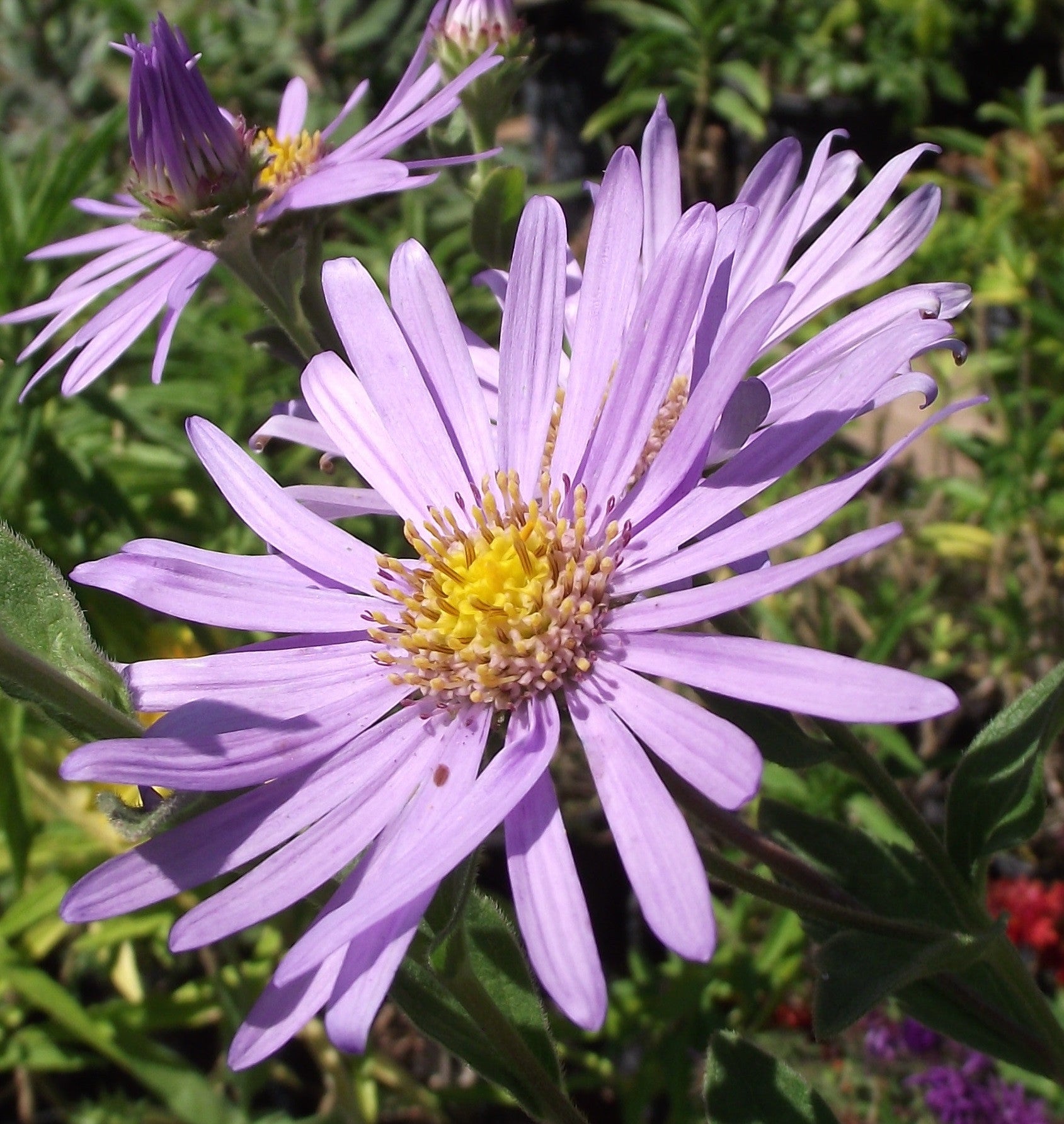 Aster x frikartii 'Mönch' – Ballyrobert Gardens