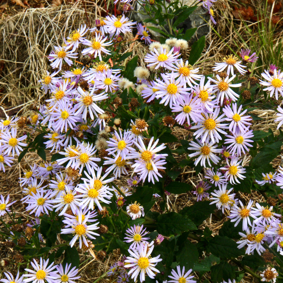 Aster ageratoides 'Asran' – Ballyrobert Gardens