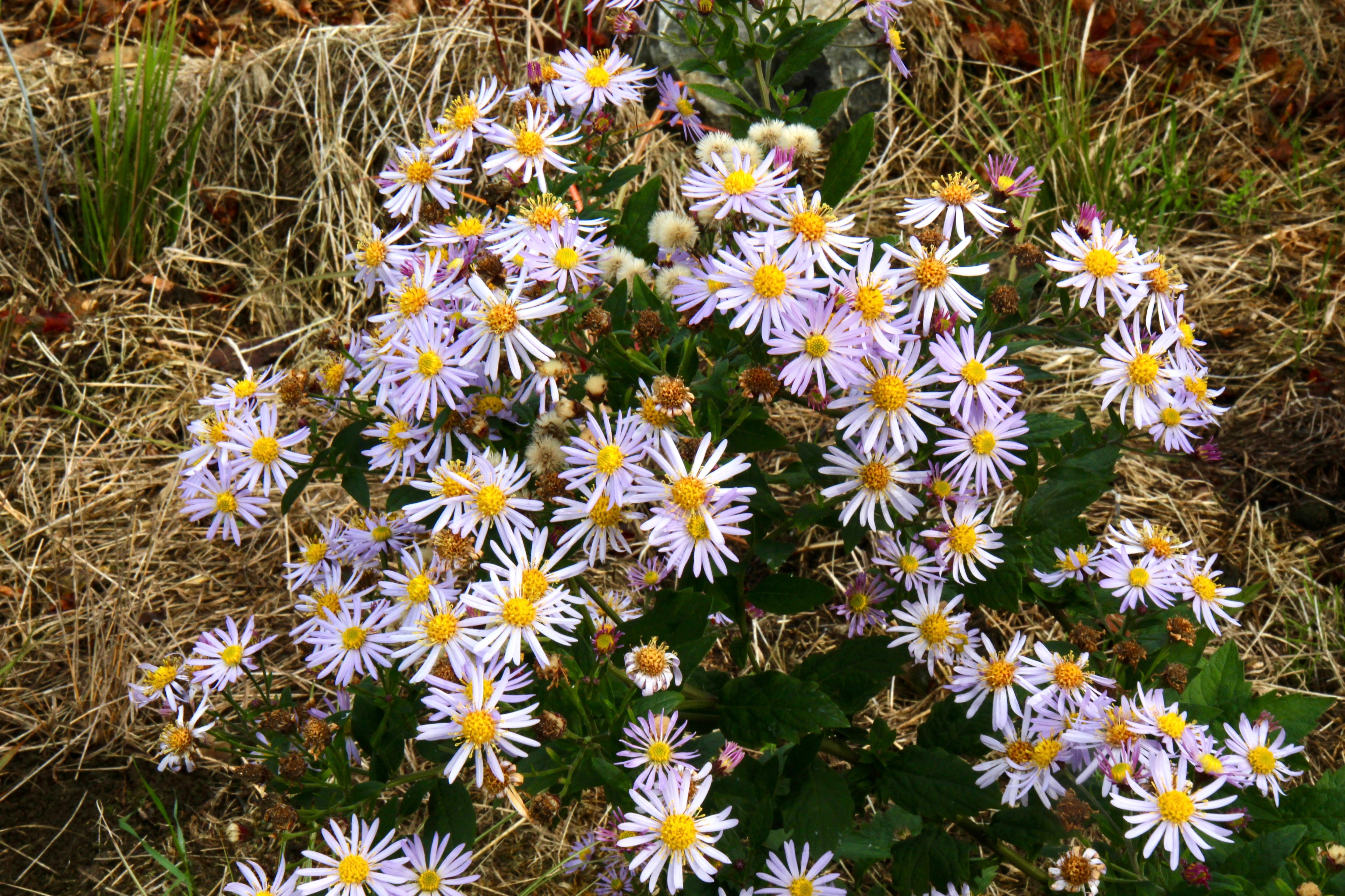 Aster ageratoides 'Asran' – Ballyrobert Gardens