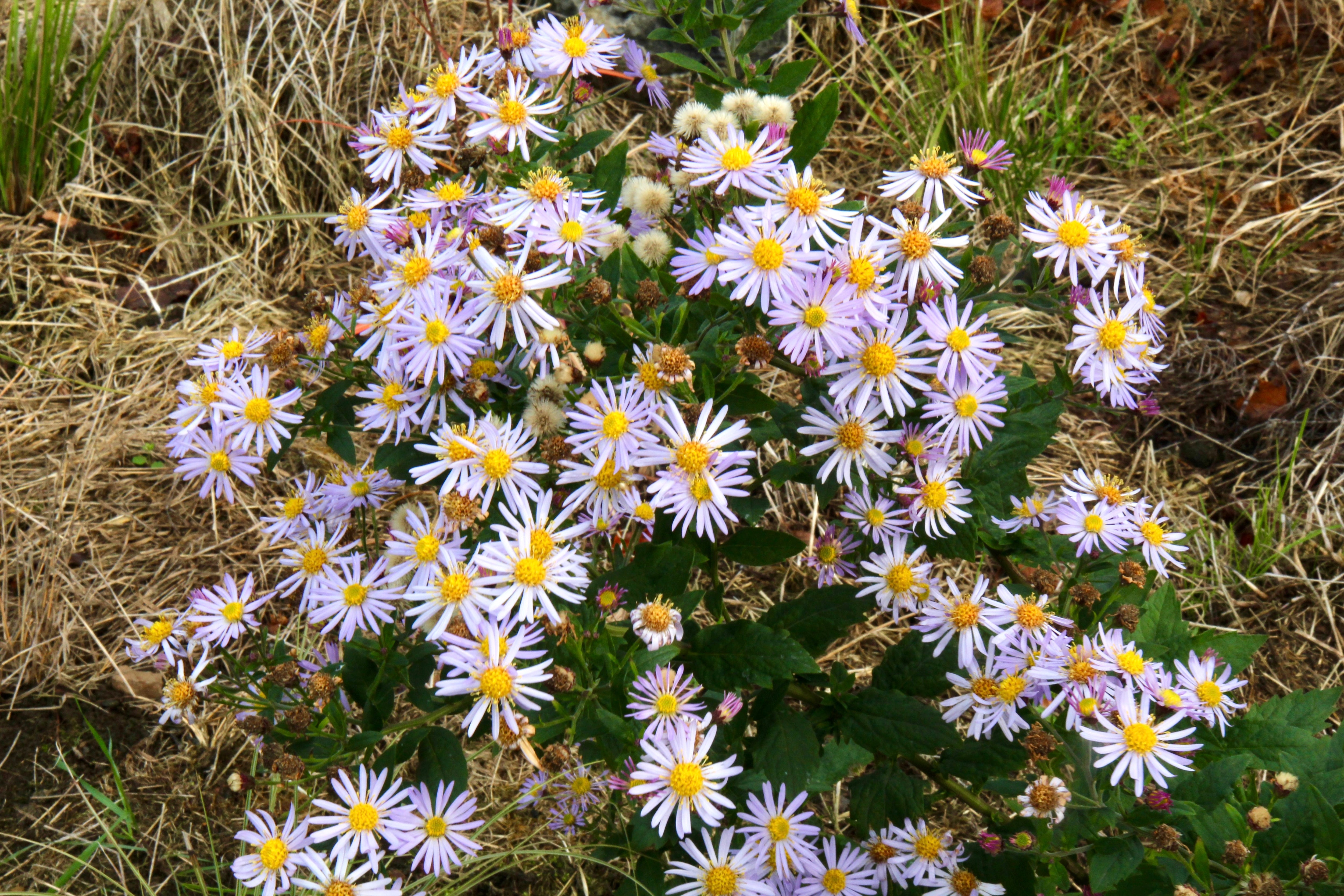Aster ageratoides 'Asran' – Ballyrobert Gardens