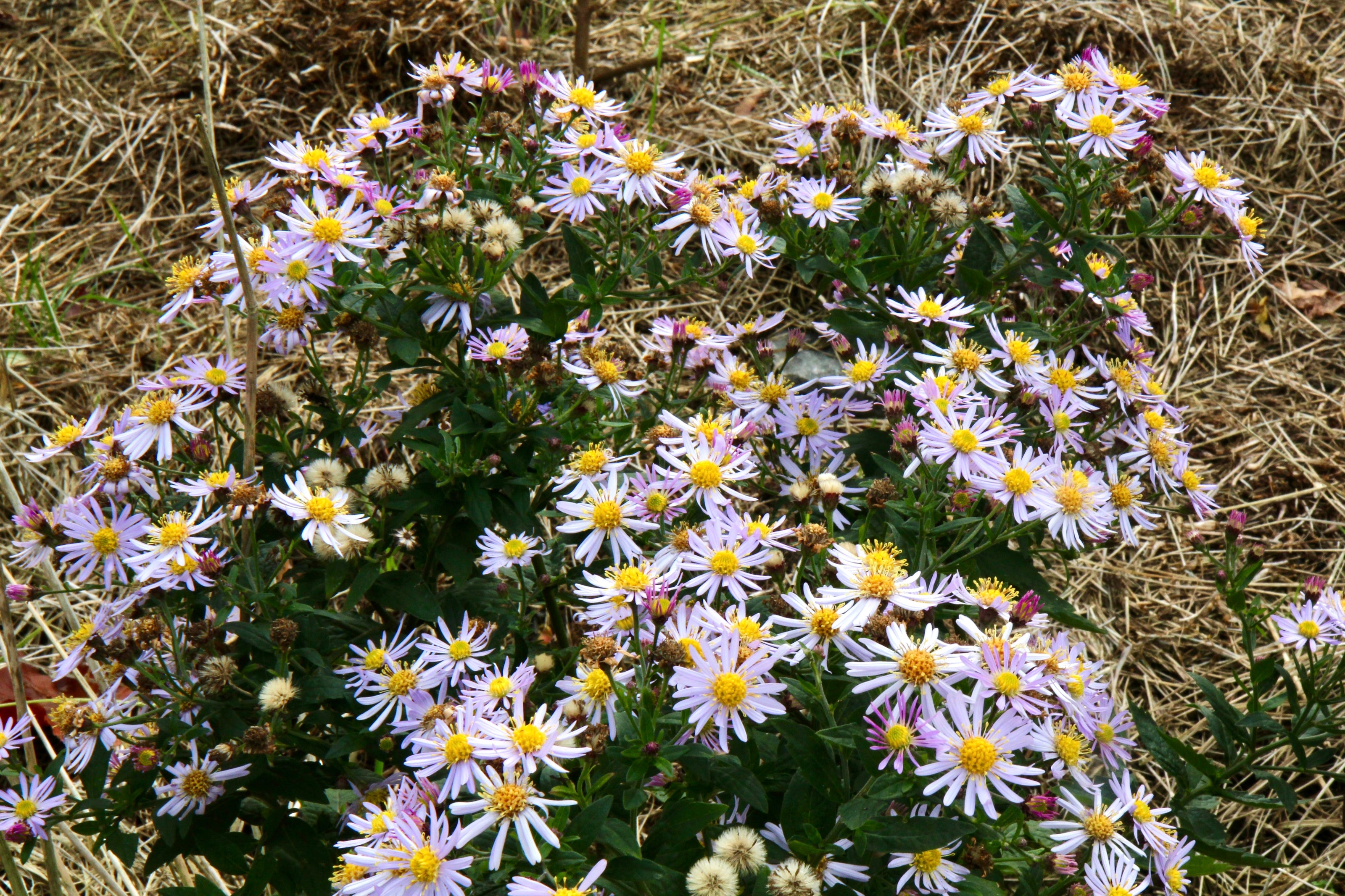 Aster ageratoides 'Asran' – Ballyrobert Gardens