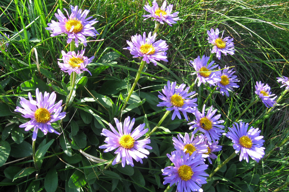 Aster alpinus – Ballyrobert Gardens