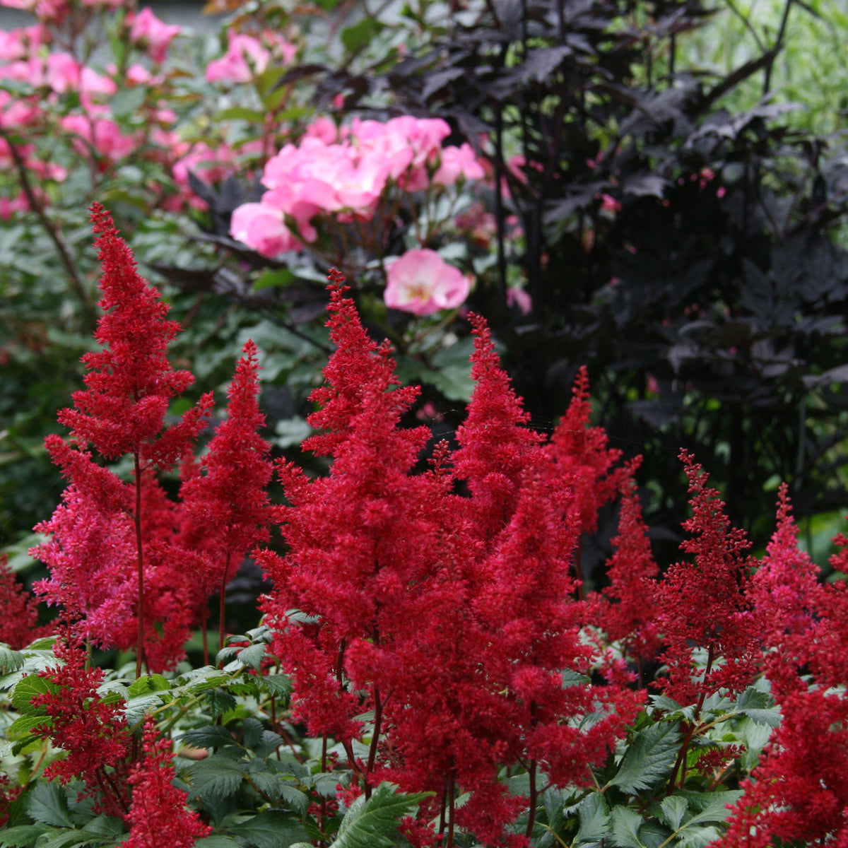 Astilbe 'Fanal' (x arendsii) – Ballyrobert Gardens