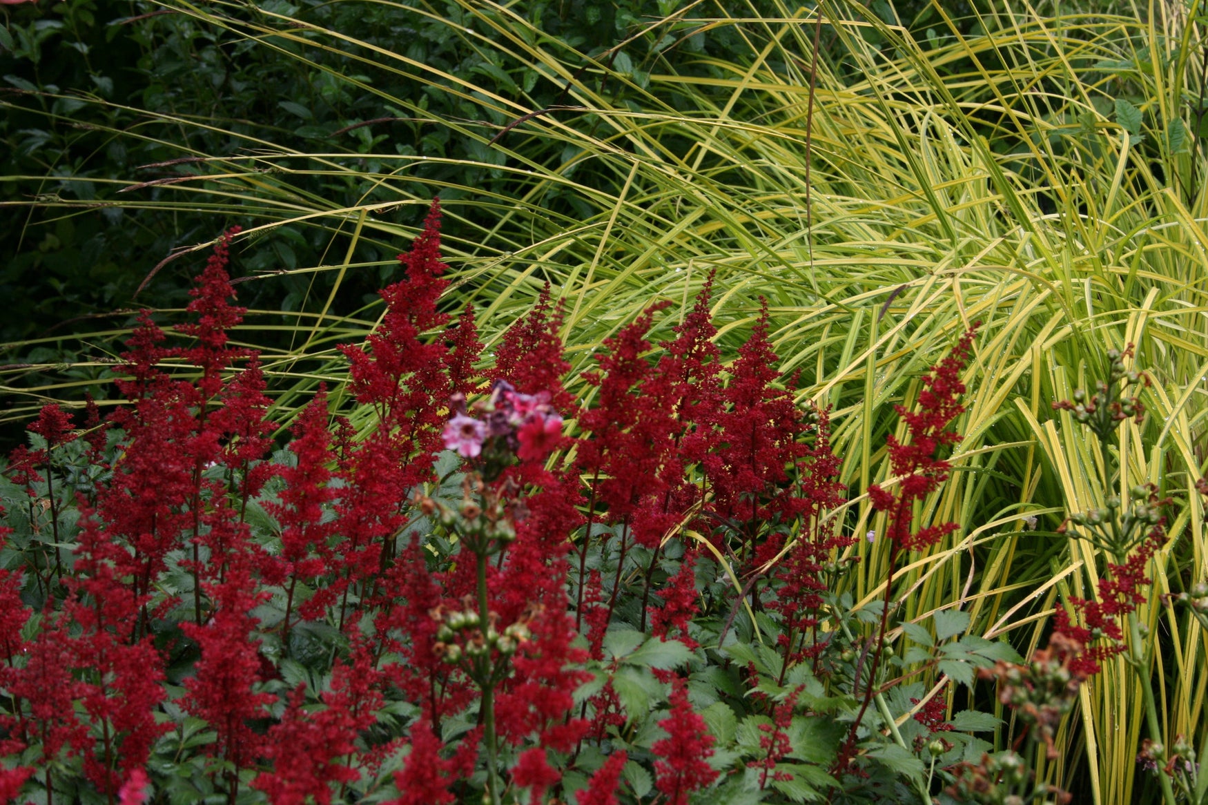 Astilbe 'Fanal' (x arendsii) – Ballyrobert Gardens