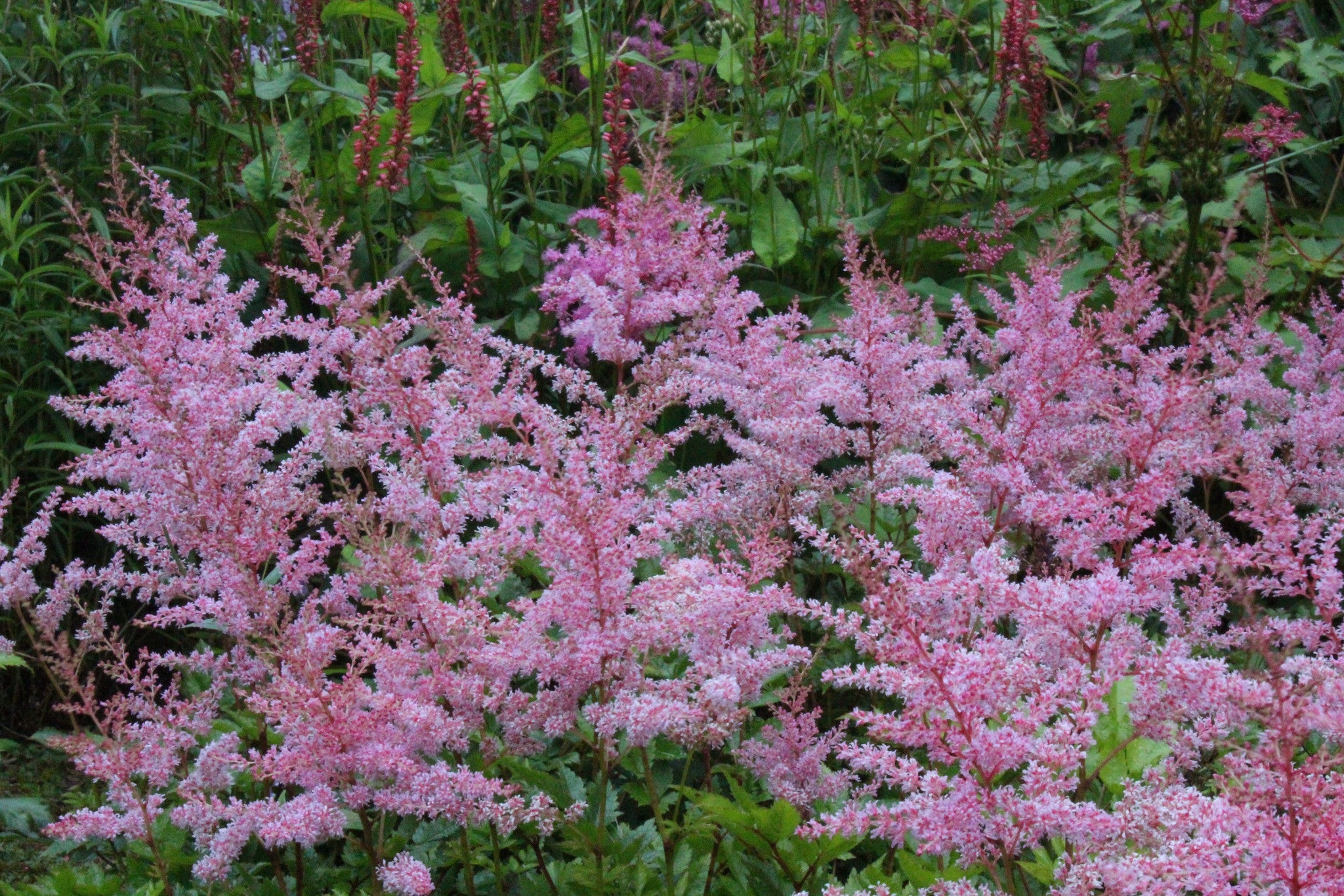 Astilbe 'Flamingo' (x arendsii) – Ballyrobert Gardens