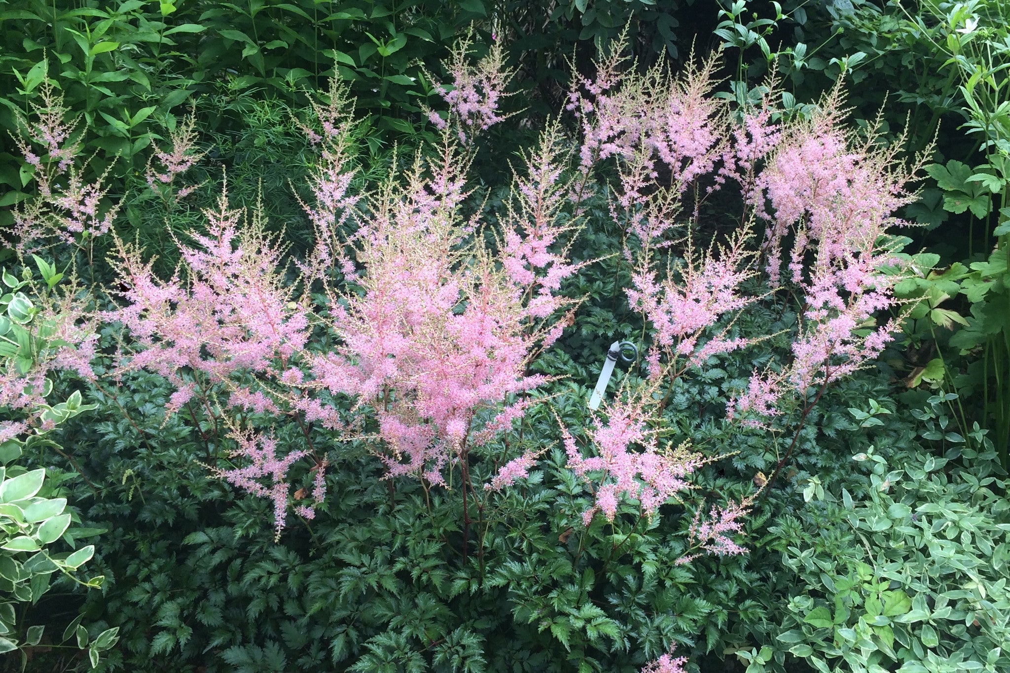 Astilbe 'Hennie Graafland' (simplicifolia hybrid) – Ballyrobert Gardens
