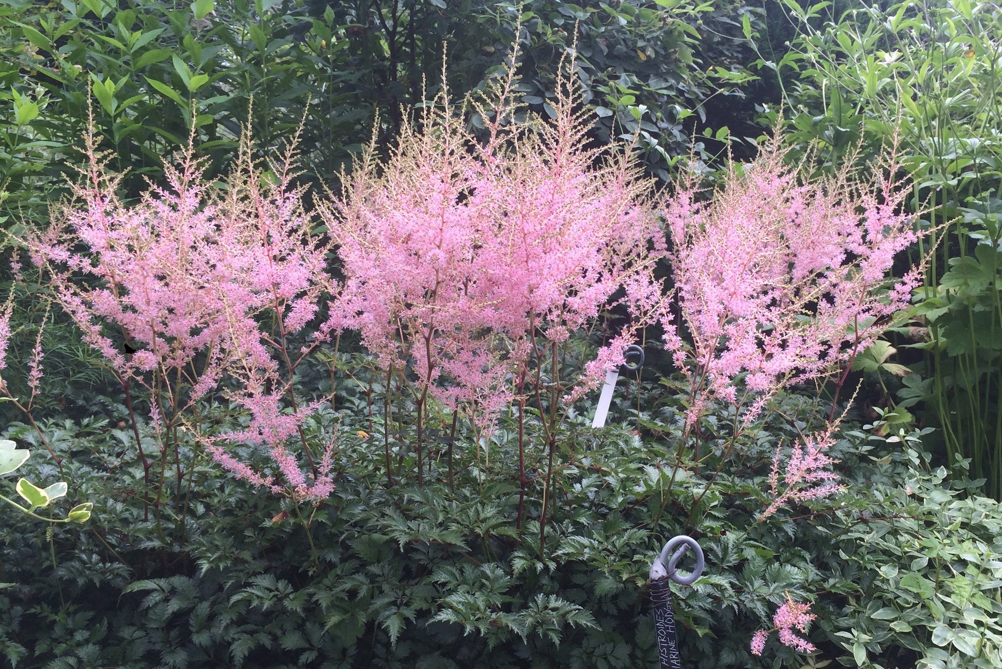 Astilbe 'Hennie Graafland' (simplicifolia hybrid) – Ballyrobert Gardens