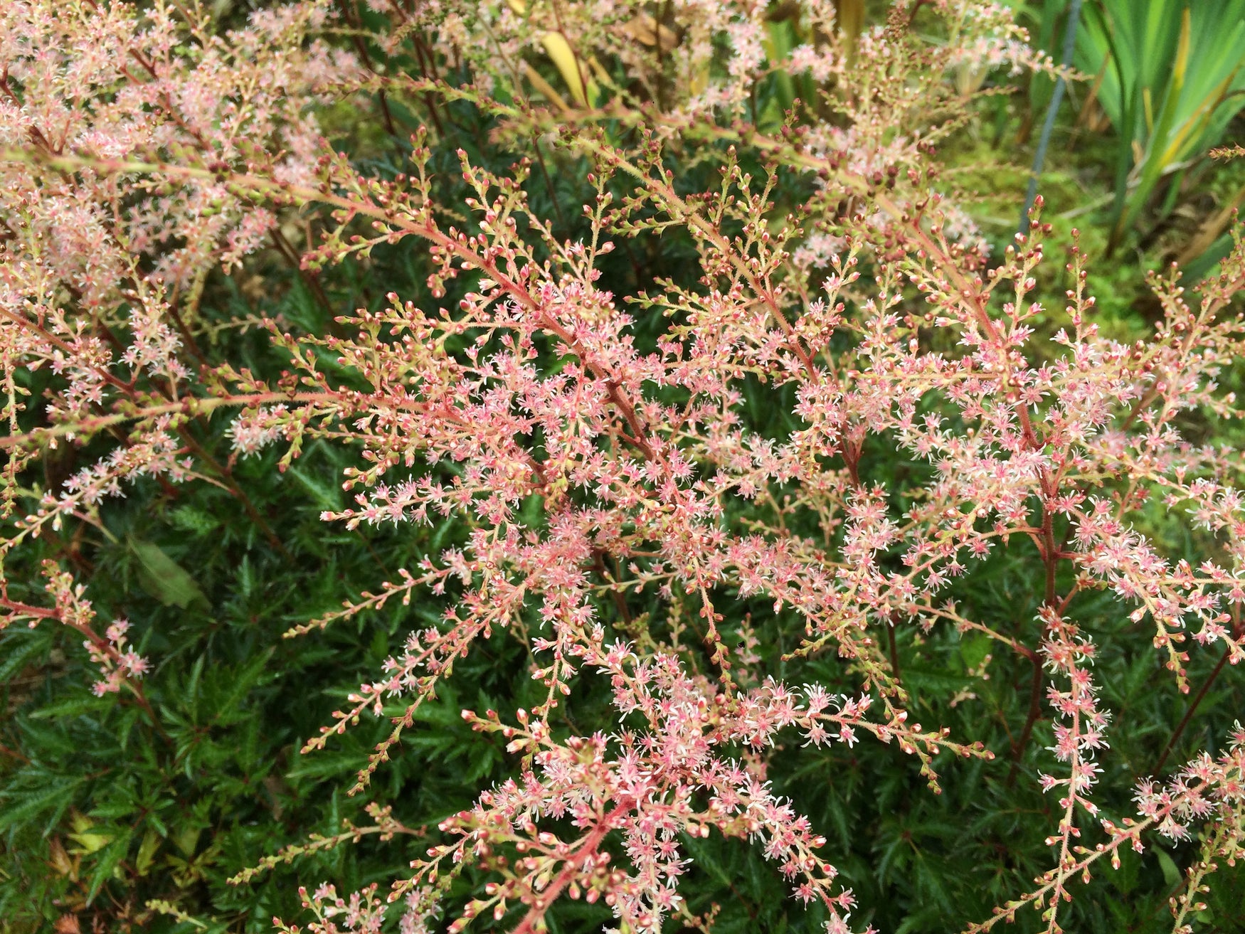 Astilbe 'Sprite' (simplicifolia hybrid) – Ballyrobert Gardens