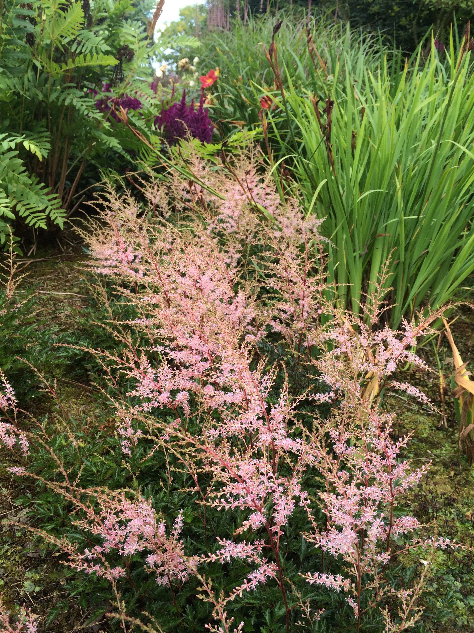 Astilbe 'Sprite' (simplicifolia hybrid) – Ballyrobert Gardens