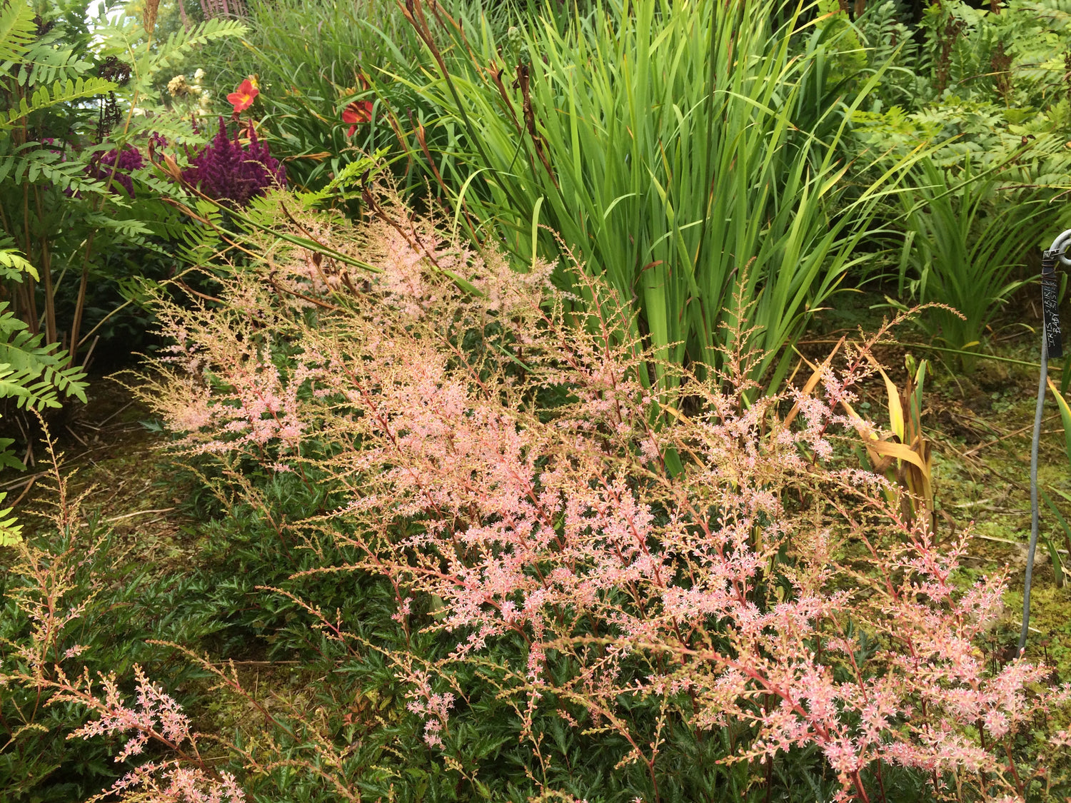 Astilbe 'Sprite' (simplicifolia hybrid) – Ballyrobert Gardens