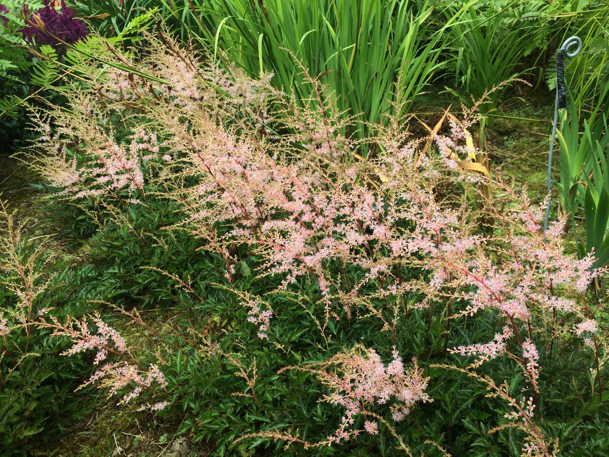 Astilbe 'Sprite' (simplicifolia hybrid) – Ballyrobert Gardens