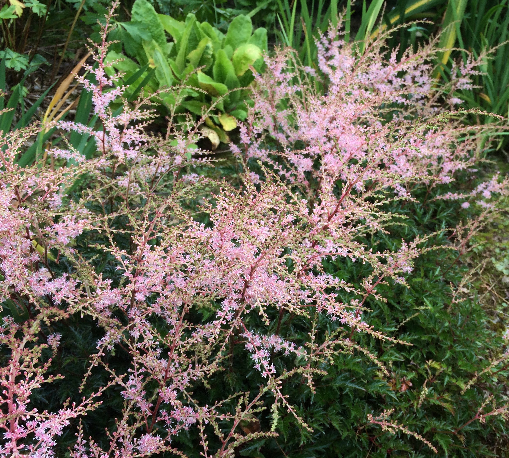 Astilbe 'Sprite' (simplicifolia hybrid) – Ballyrobert Gardens