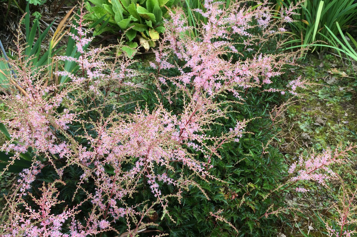 Astilbe 'Sprite' (simplicifolia hybrid) – Ballyrobert Gardens
