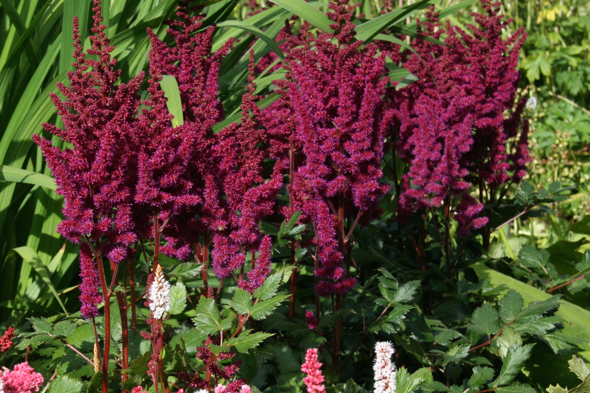 Astilbe chinensis 'Vision in Red' – Ballyrobert Gardens