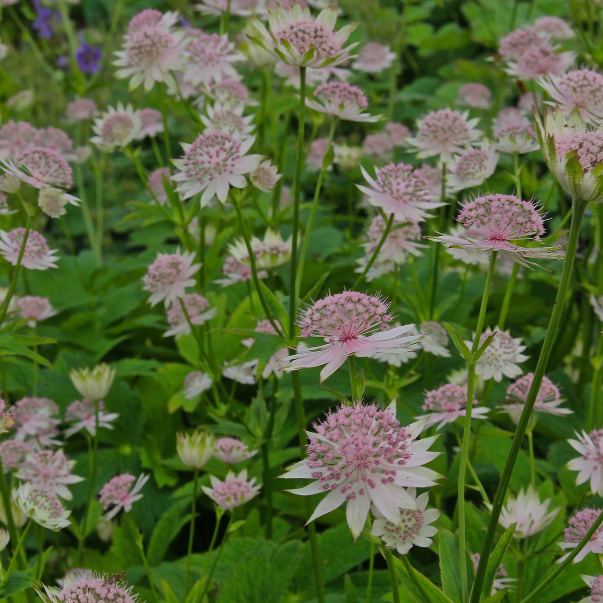 Astrantia 'Buckland' – Ballyrobert Gardens