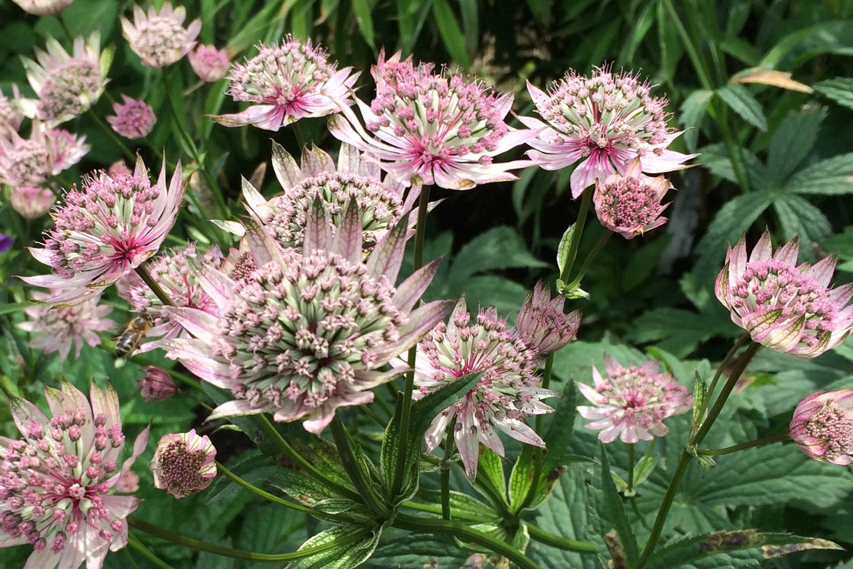 Astrantia major 'Penny's Pink' – Ballyrobert Gardens