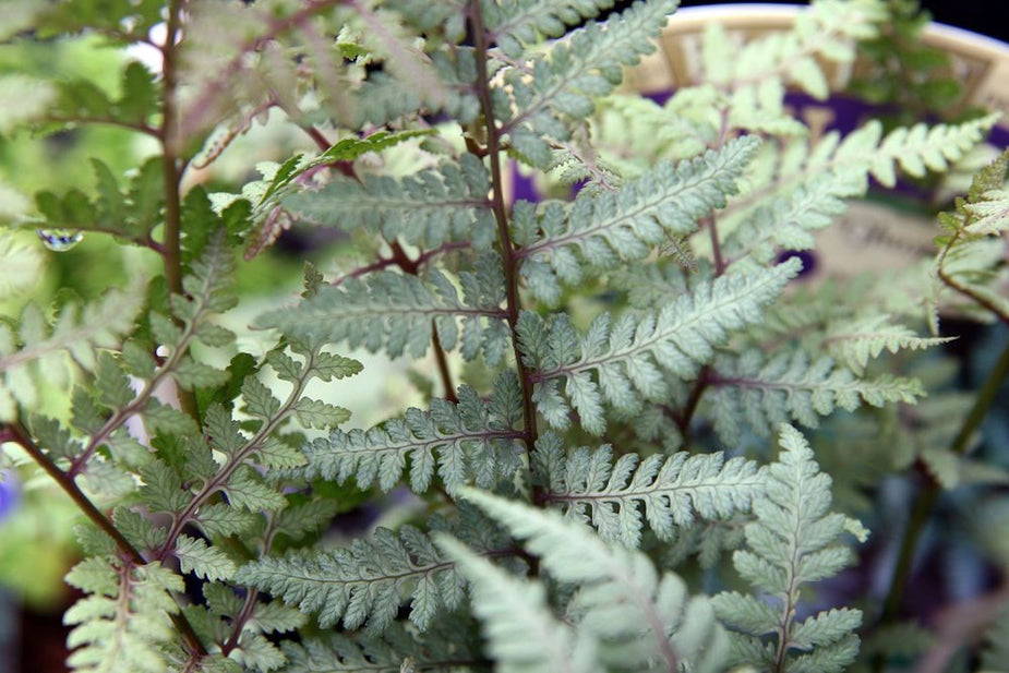 Athyrium 'Ghost' – Ballyrobert Gardens