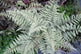 Athyrium 'Ghost' – Ballyrobert Gardens