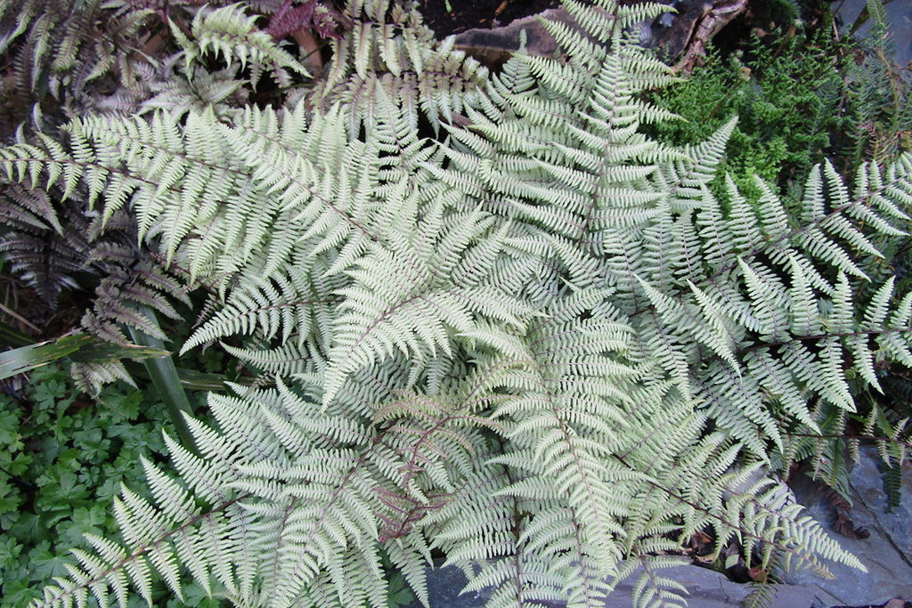 Athyrium 'Ghost' – Ballyrobert Gardens
