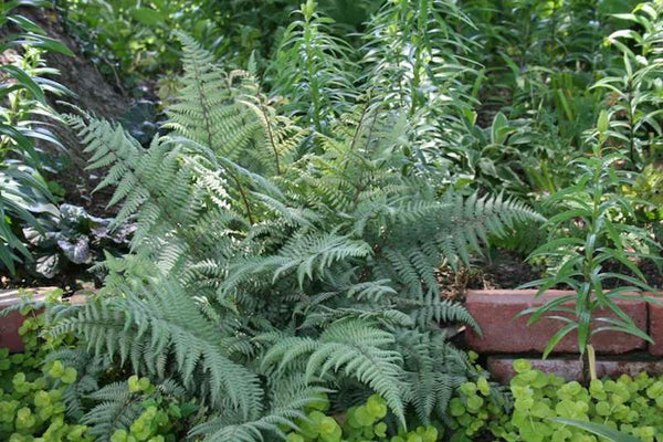 Athyrium 'Ghost' – Ballyrobert Gardens